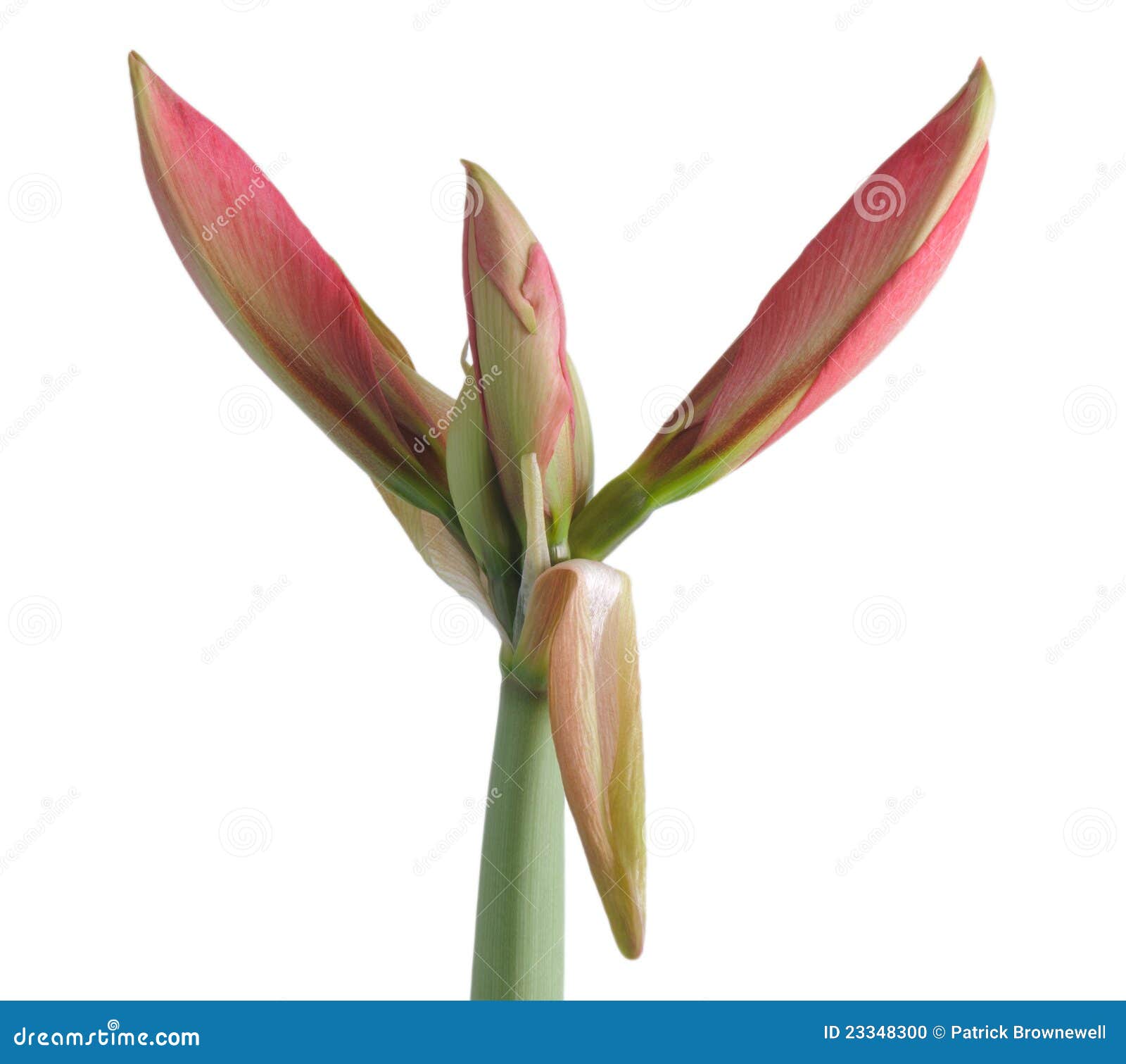 Flower, Amaryllis buds stock photo. Image of flowering - 23348300