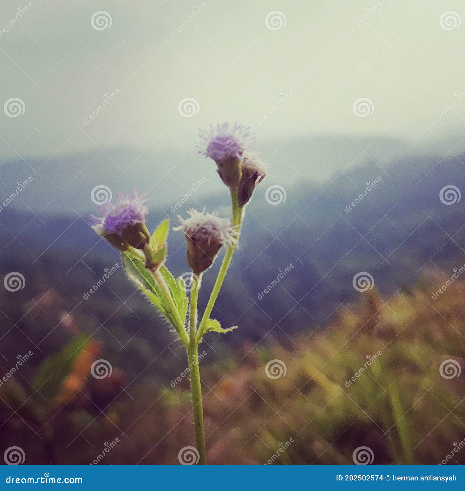 Flower, amatir, photo stock photo. Image of sunlight - 202502574