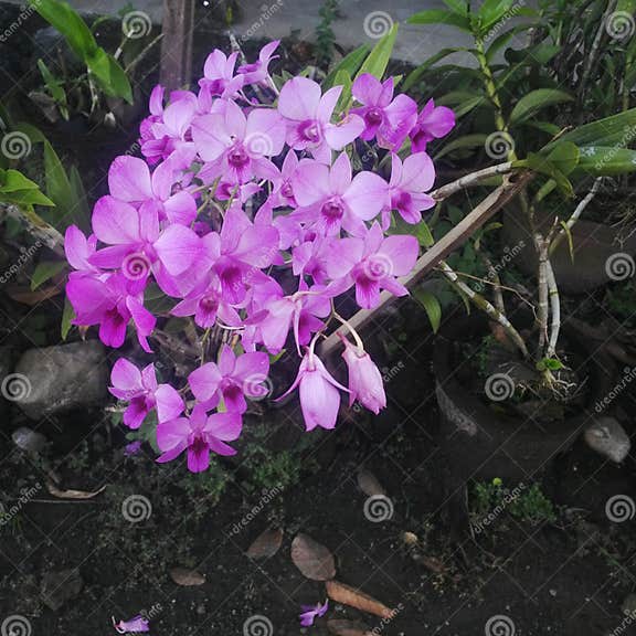 Flower stock photo. Image of bunga, flower, larat, anggrek - 113225574