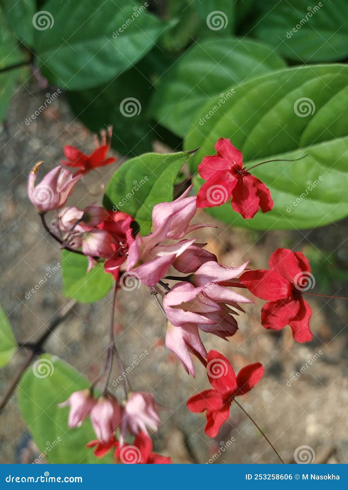 Flower Anggrek Orchid Beautiful Stock Photo - Image of produce, anggrek ...