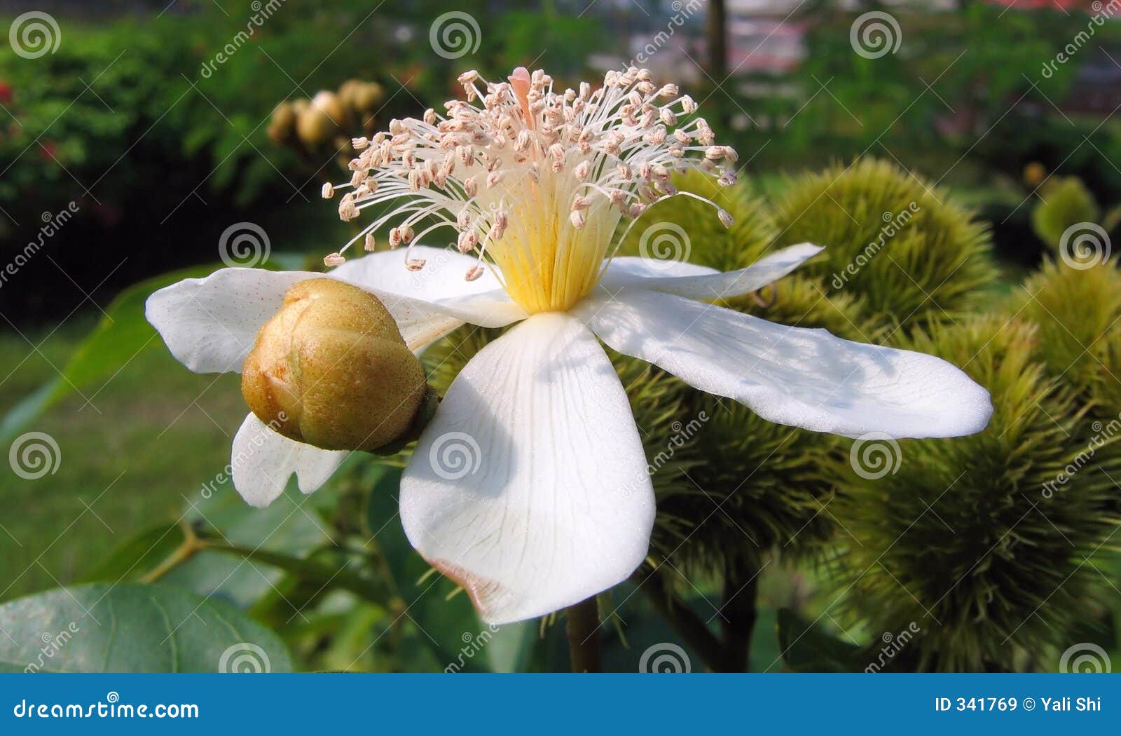 Flower of the Annatto Tree stock image. Image of pistil - 341769