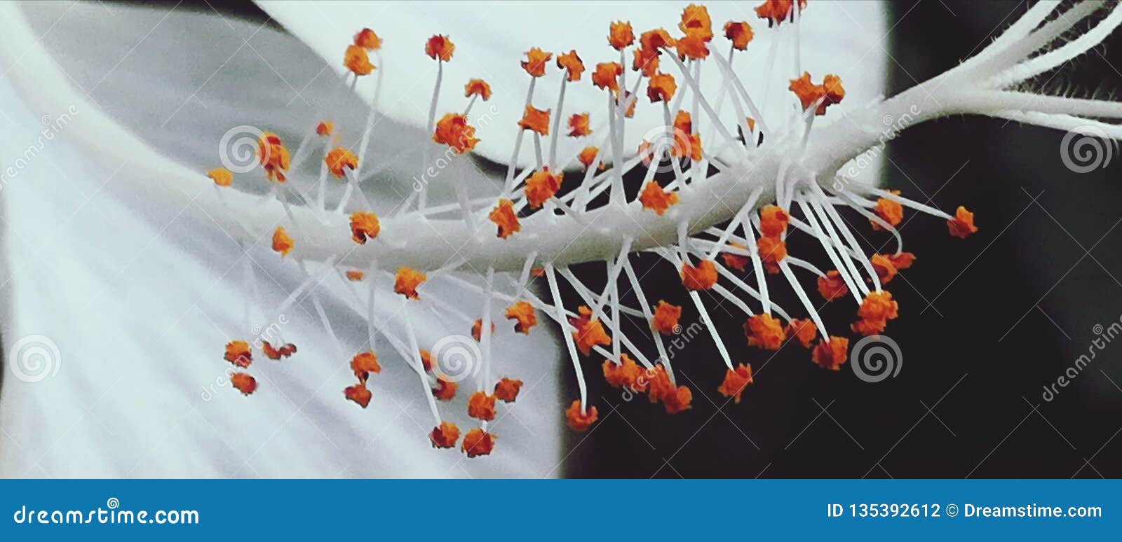 Flower& X27; Antera Y Estigma De S Foto de archivo - Imagen de flores ...