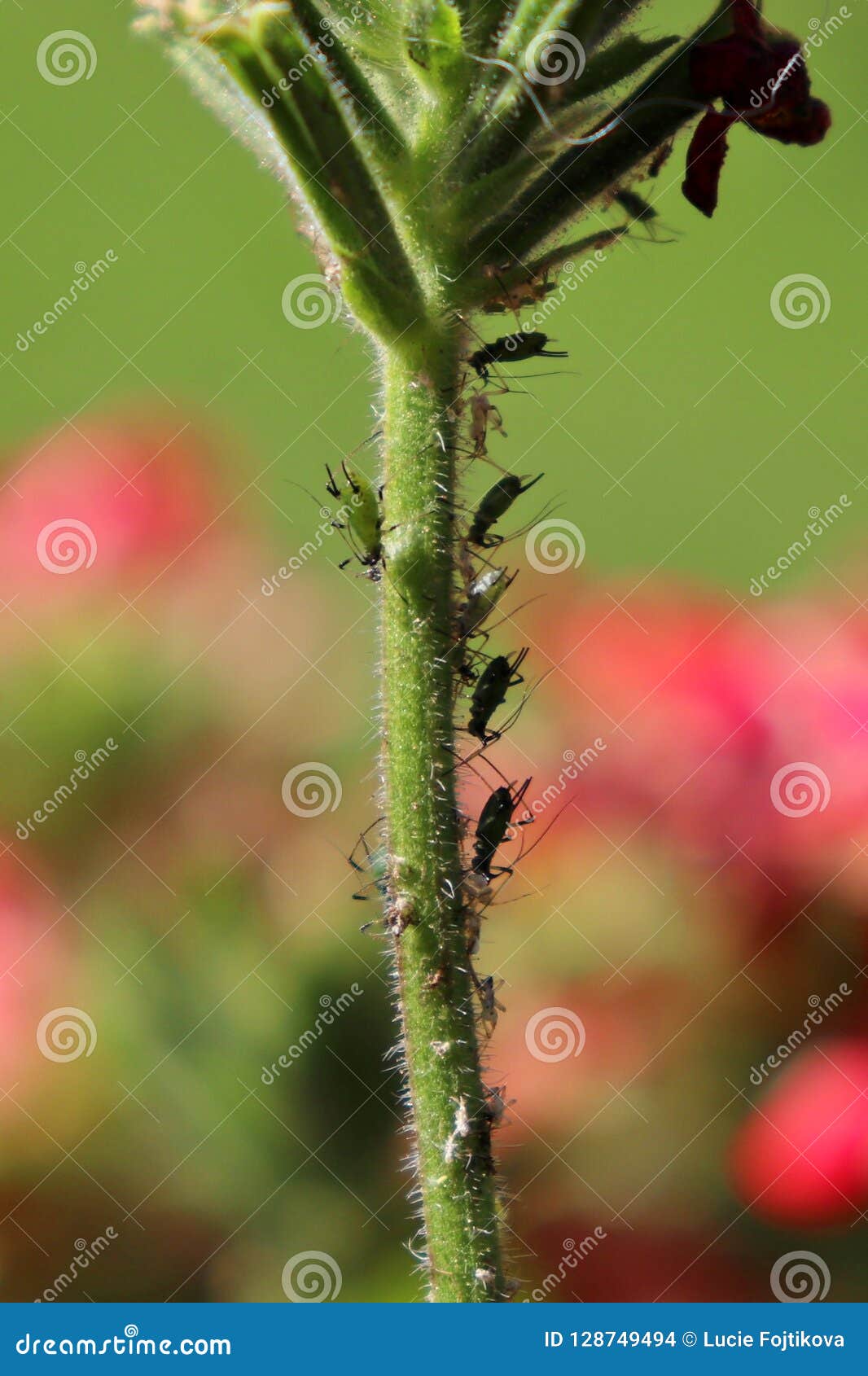 A flower with aphids stock photo. Image of bloom, abstract - 128749494