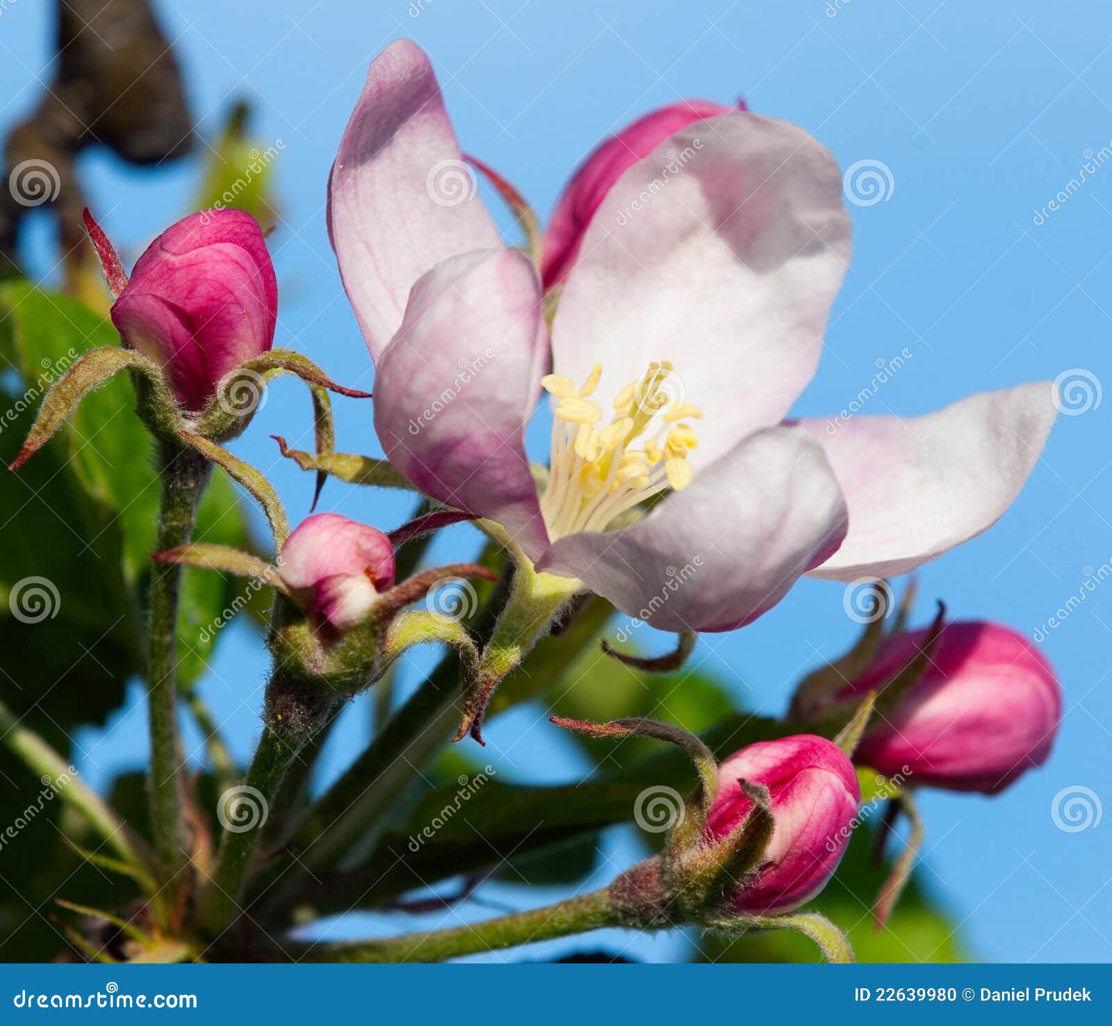 Flower of apple stock photo. Image of inflorescence, prime - 22639980