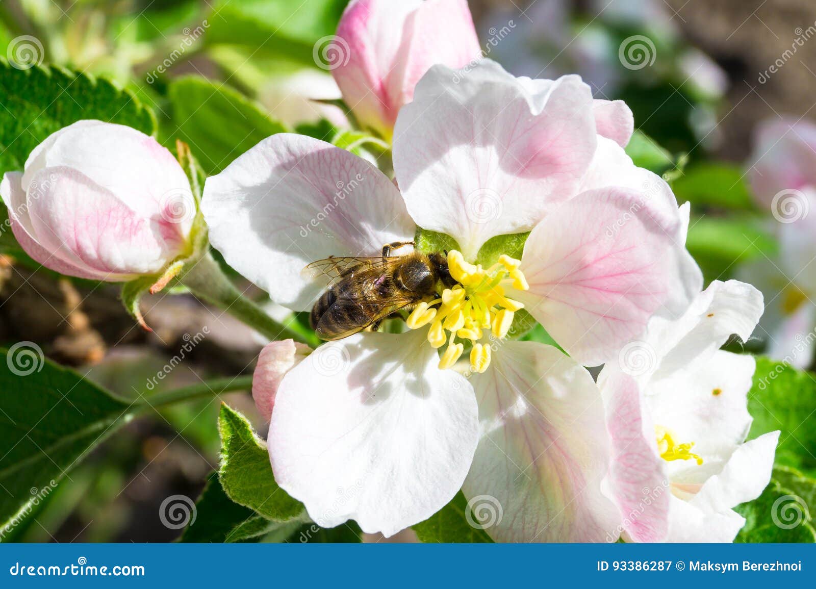 Flower of apple stock image. Image of decoration, blossom - 93386287