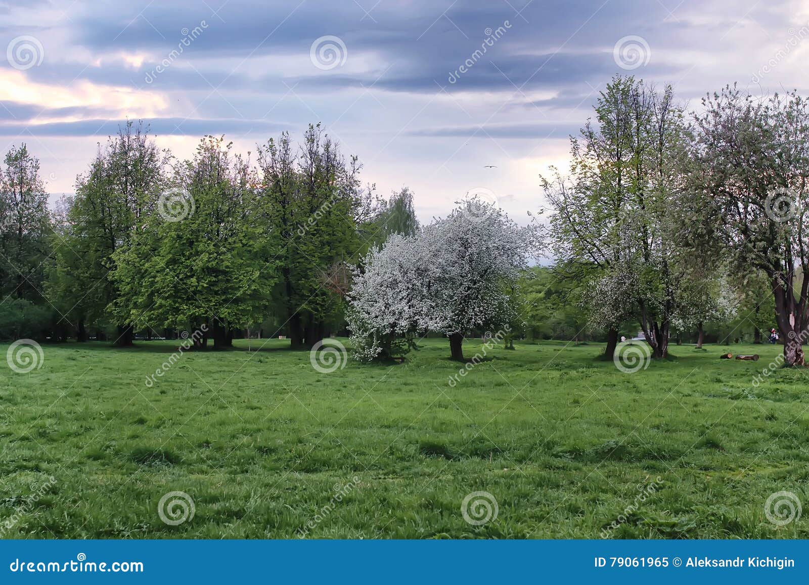 Flower Apple Tree in Field Sunset Stock Image - Image of bright, nature ...