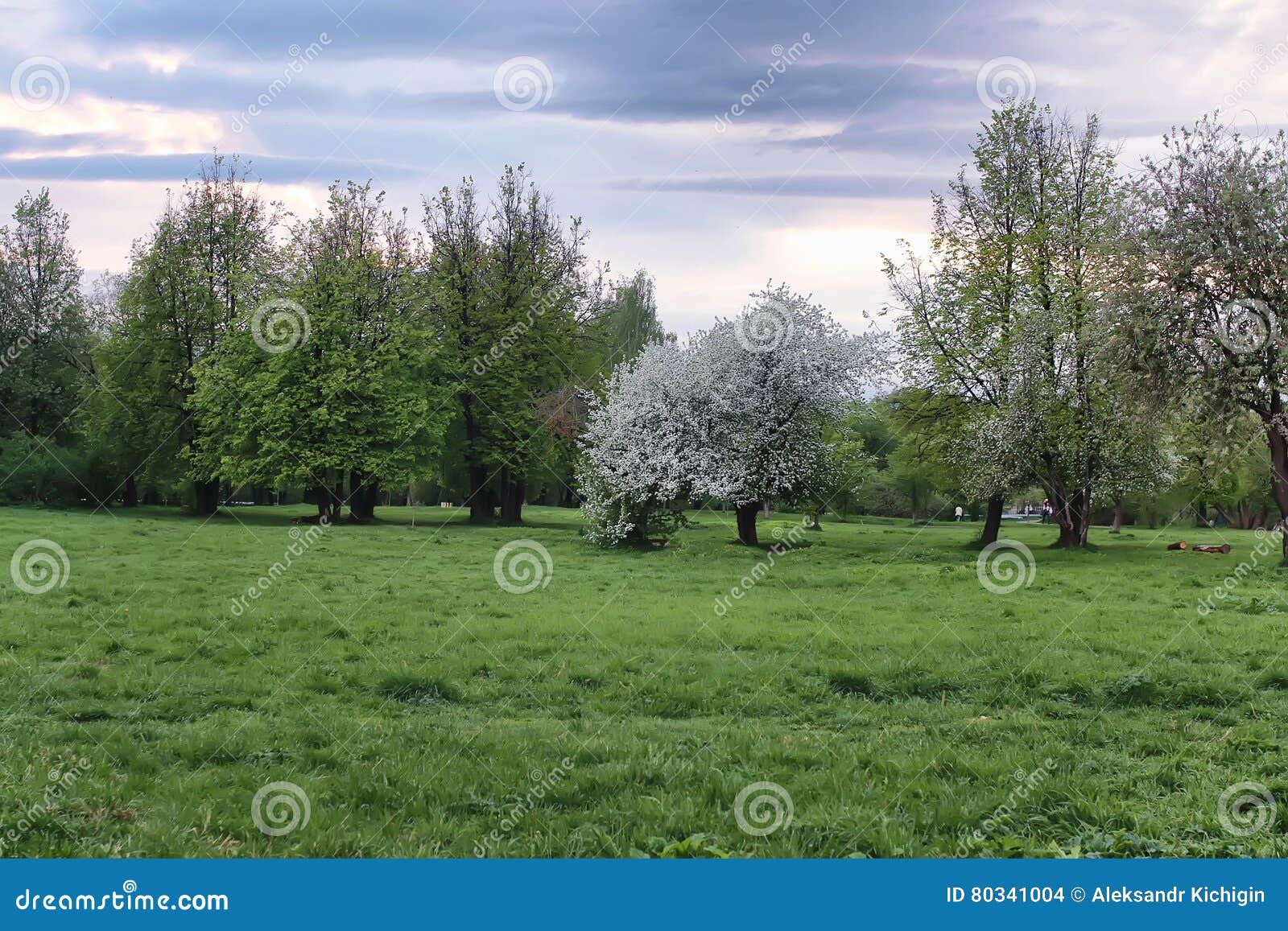 Flower Apple Tree in Field Sunset Stock Photo - Image of blooming ...