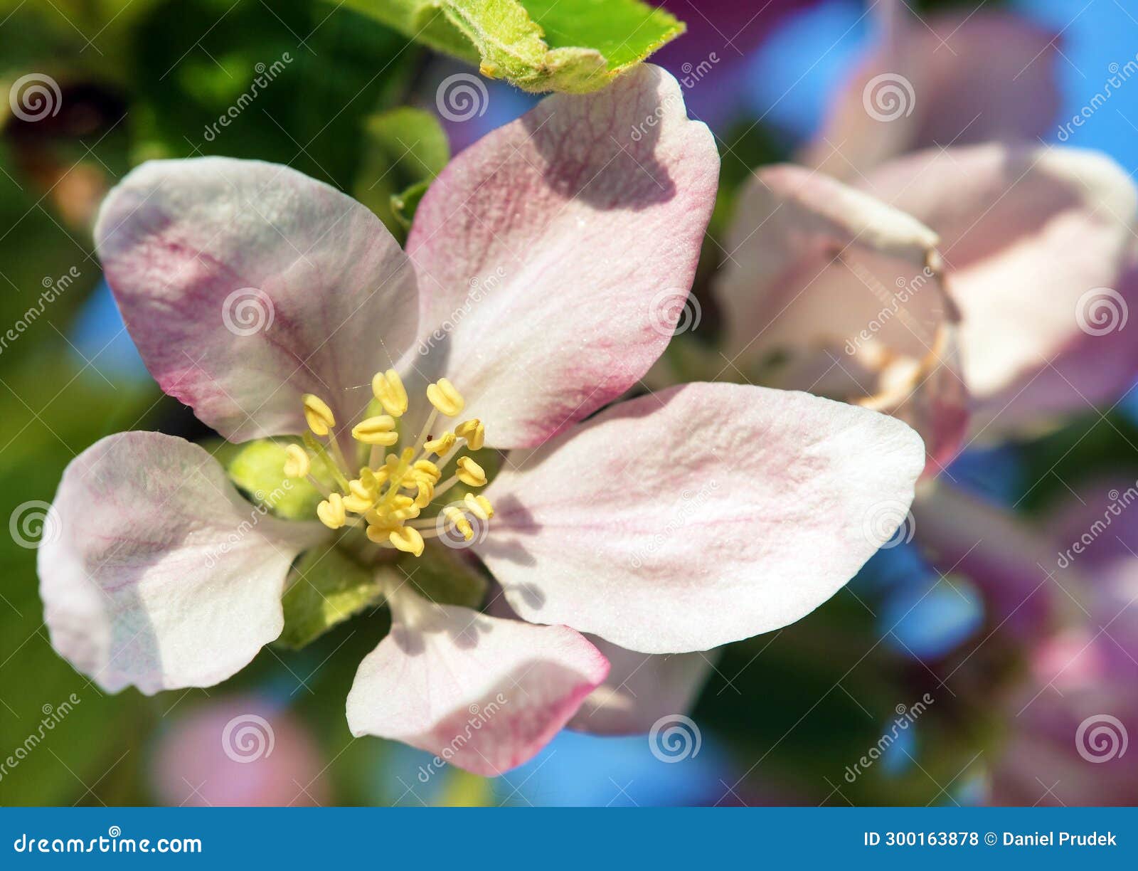 Flower of Apple Tree in Latin Malus Domestica Stock Photo - Image of ...