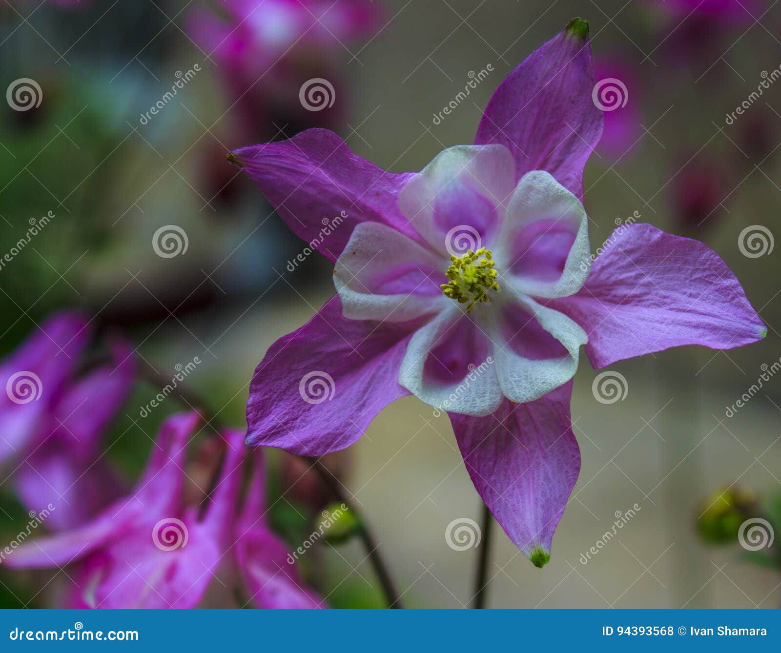 Flower Aquilegia stock photo. Image of green, aquilegia - 94393568