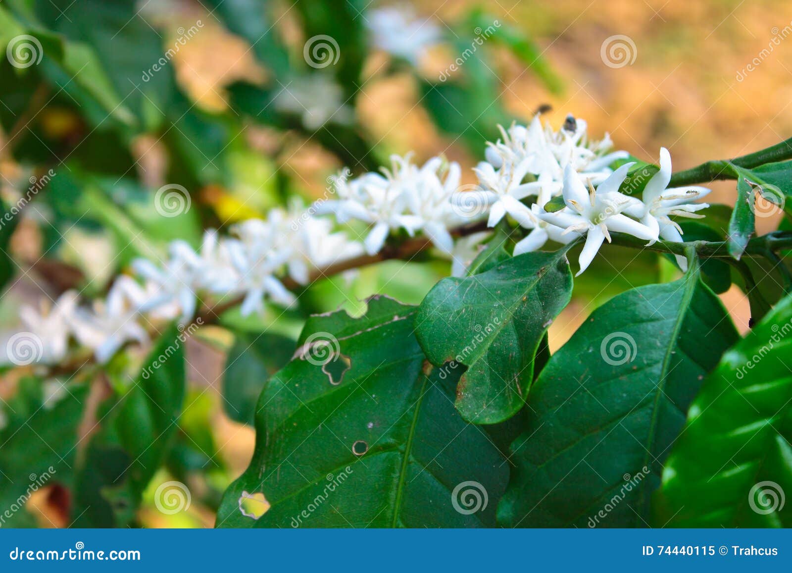 Flower of Arabica coffee stock image. Image of flora - 74440115
