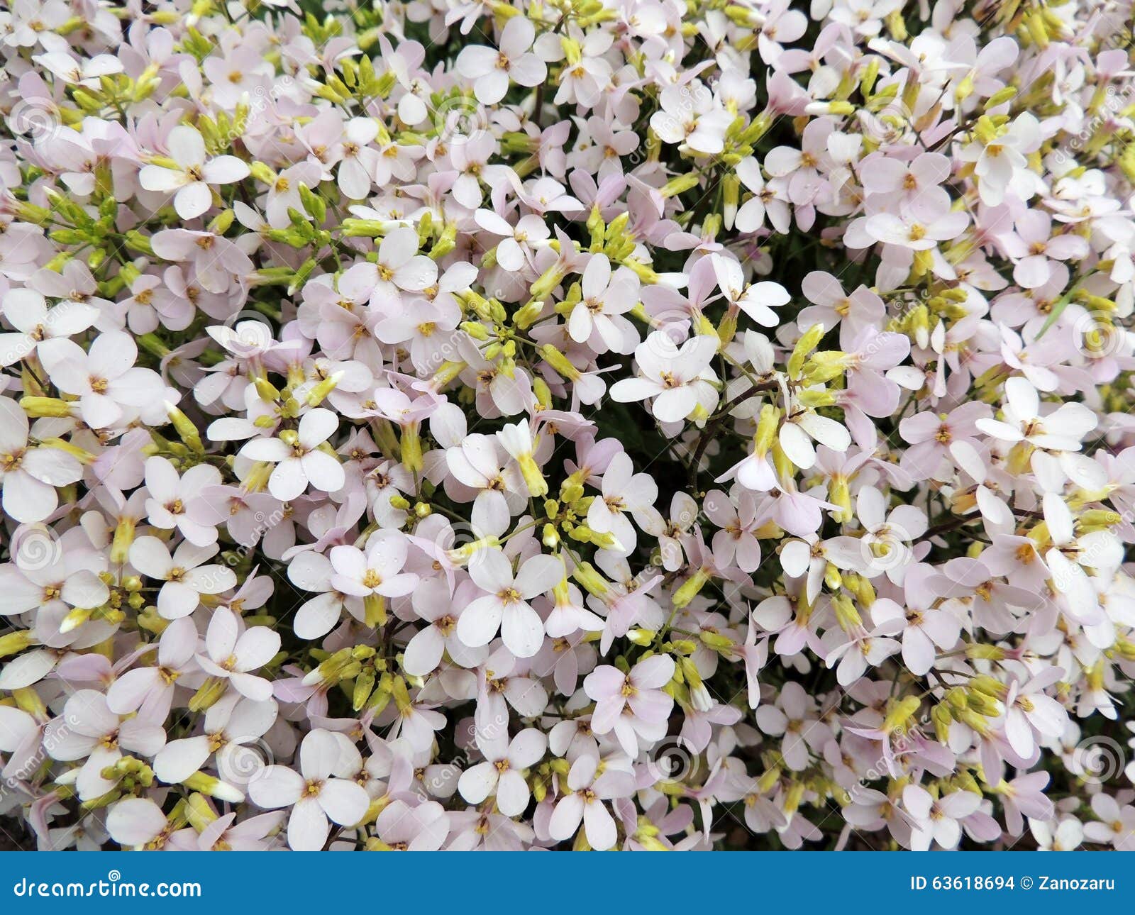 Flower arabis, cruciferous stock photo. Image of inflorescence - 63618694