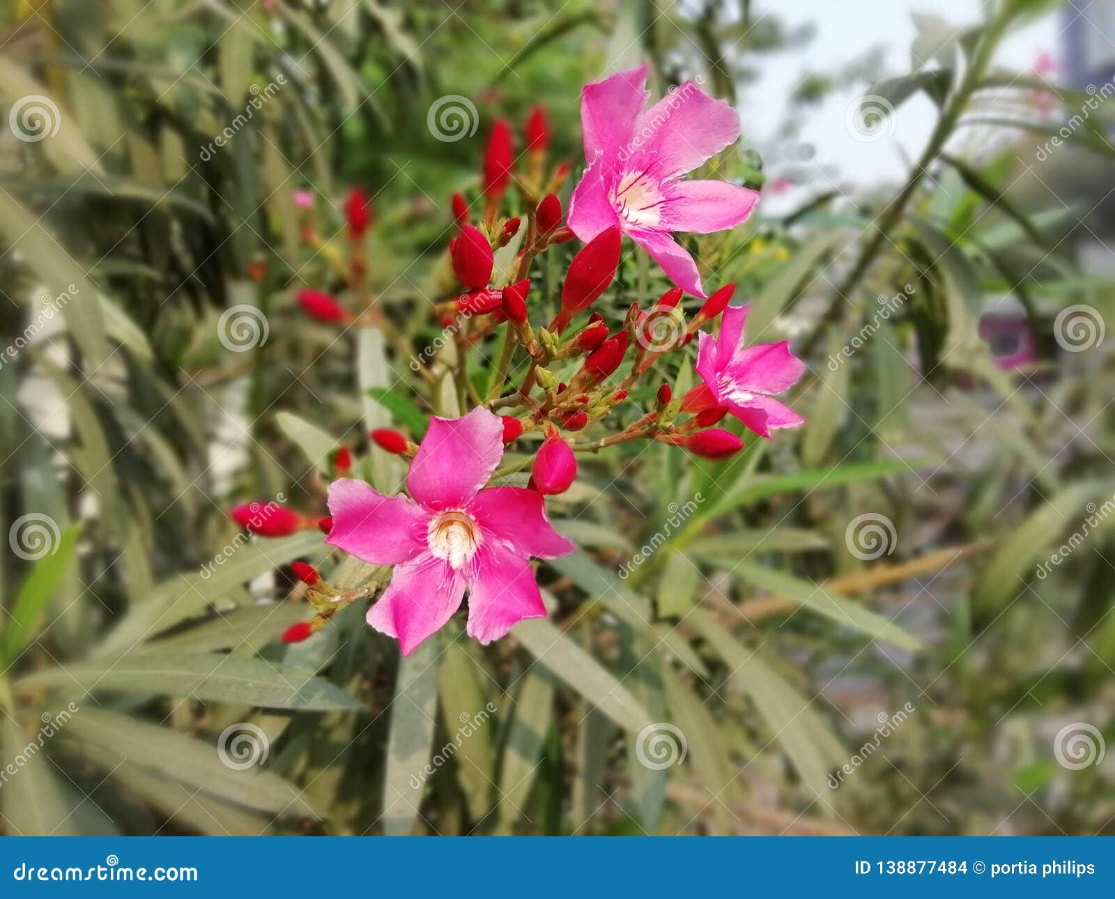 Flower stock photo. Image of arali, south, india, flower - 138877484