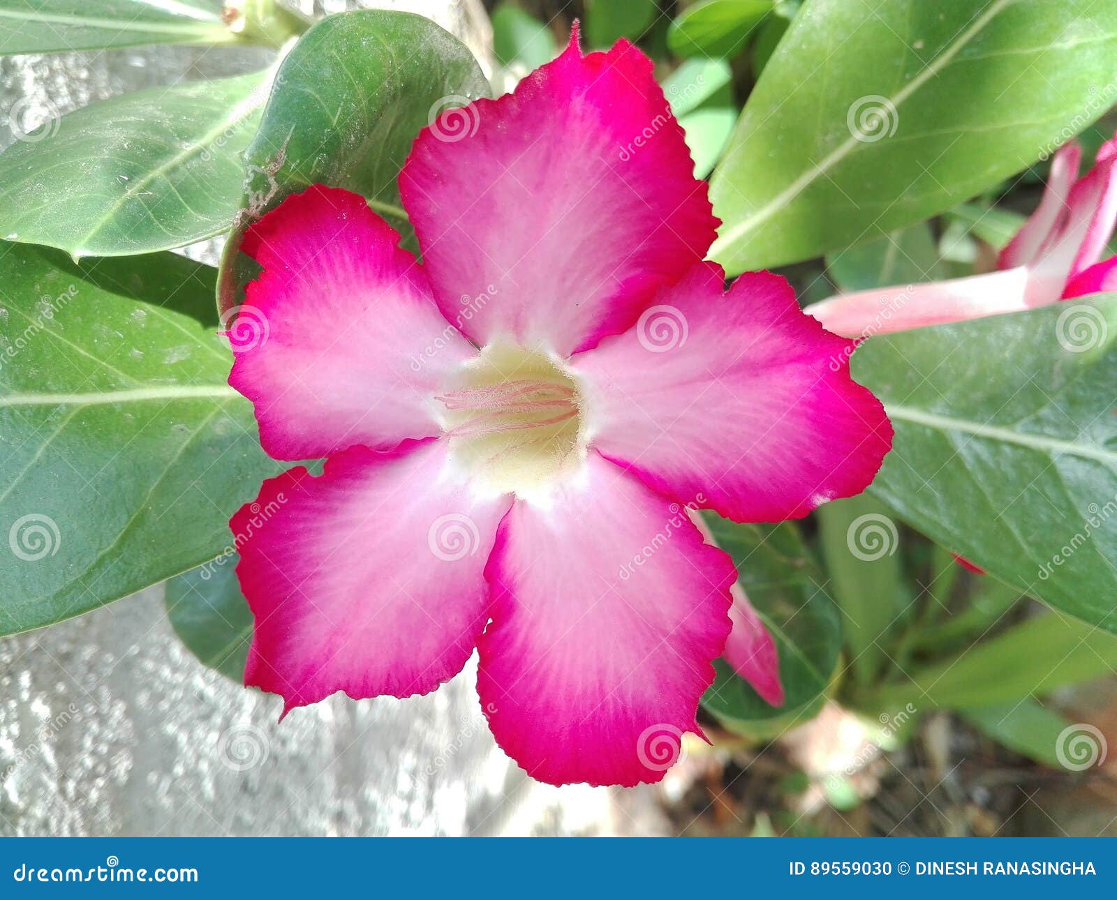 Flower of araliya stock photo. Image of araliya, srilankan - 89559030