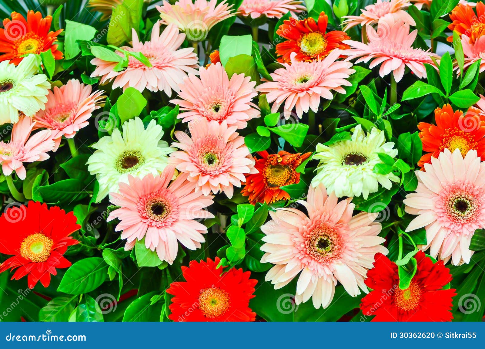 Flower Arrangement with Gerbera Stock Photo - Image of color, flora ...