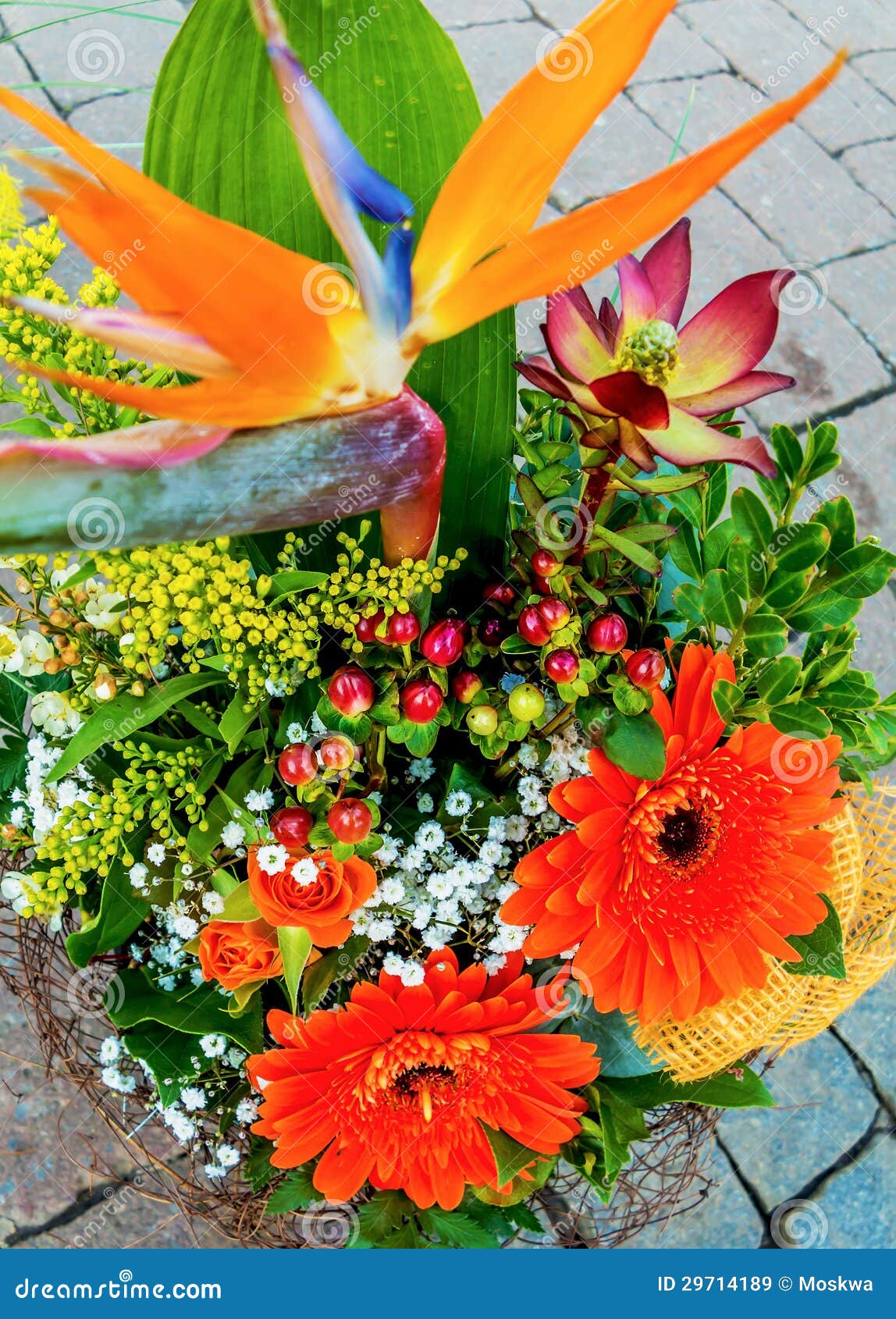 Colorful Arrangement with Strelitzia, Mimosa and Gerbera Stock Image ...