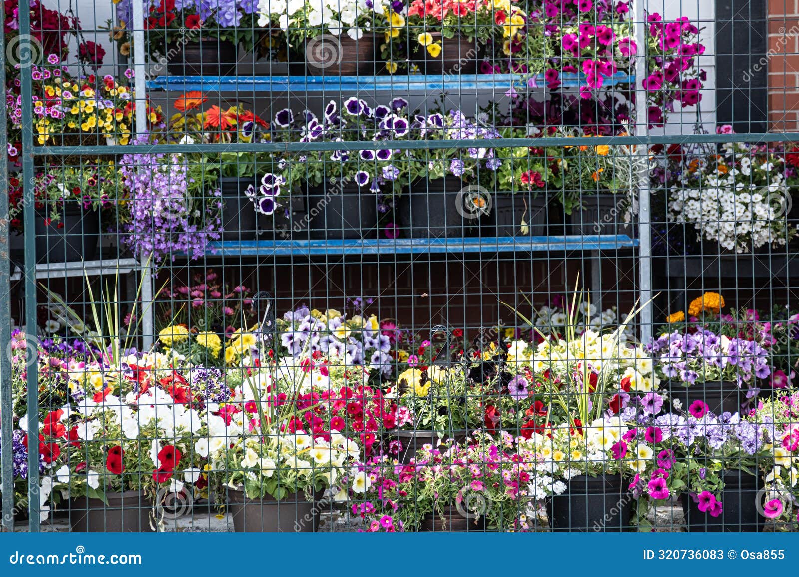 Flower Arrangements on Display at Local Grocery Store Stock Image ...