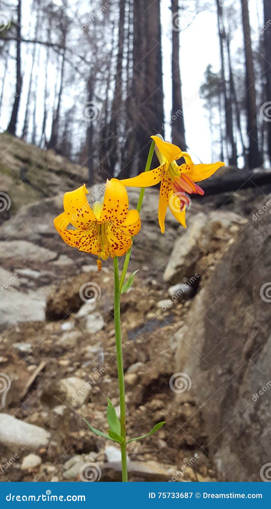 Flower in Ashes stock image. Image of forest, green, fire - 75733687