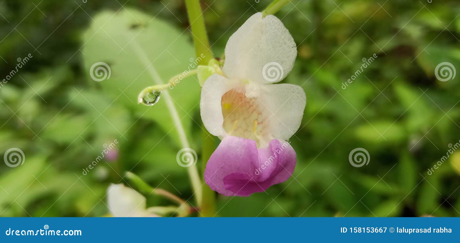 Flower stock image. Image of assam, flower, beautiful - 158153667