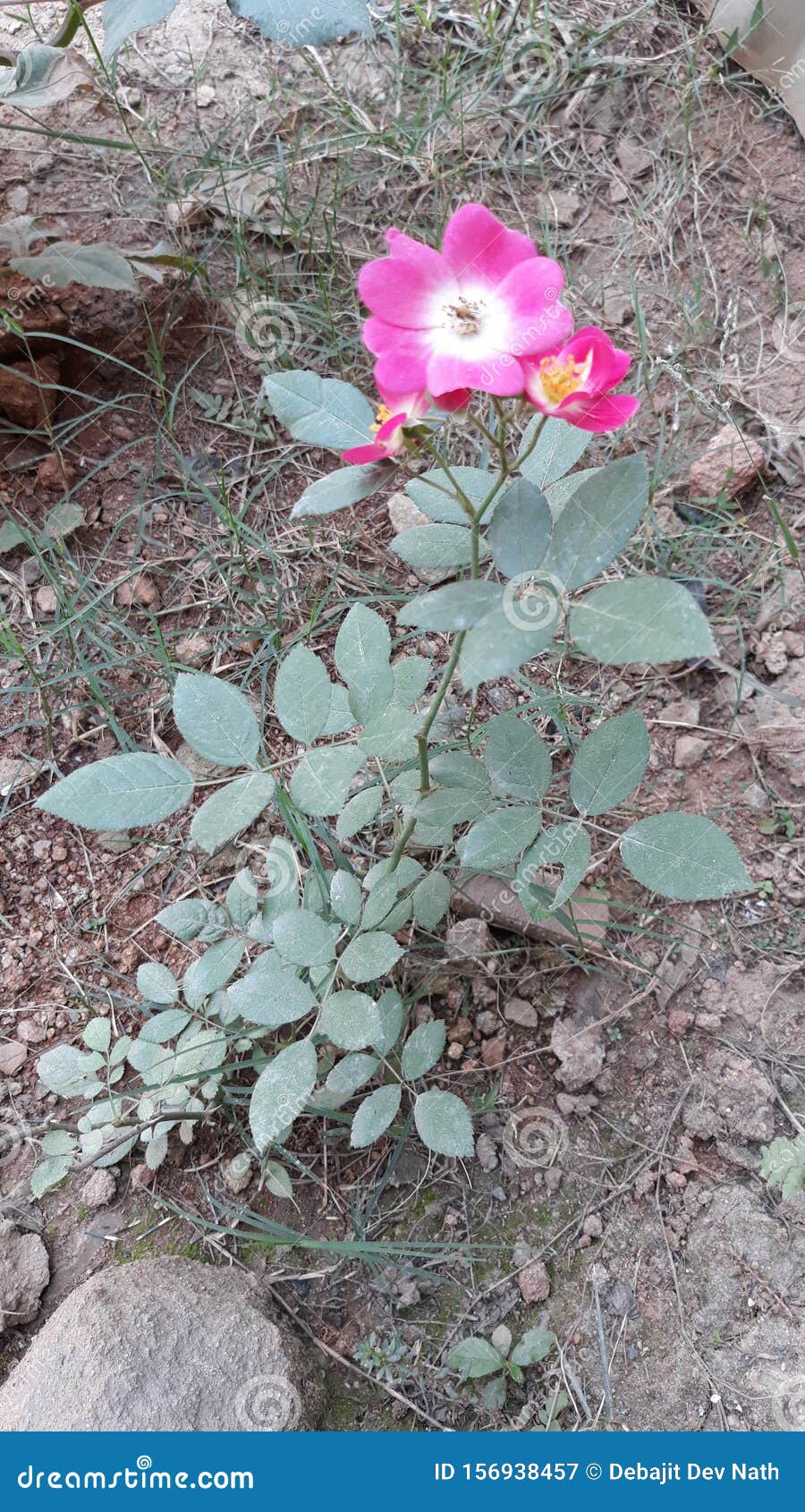 Flower in Assam stock image. Image of flower, rose, assam - 156938457