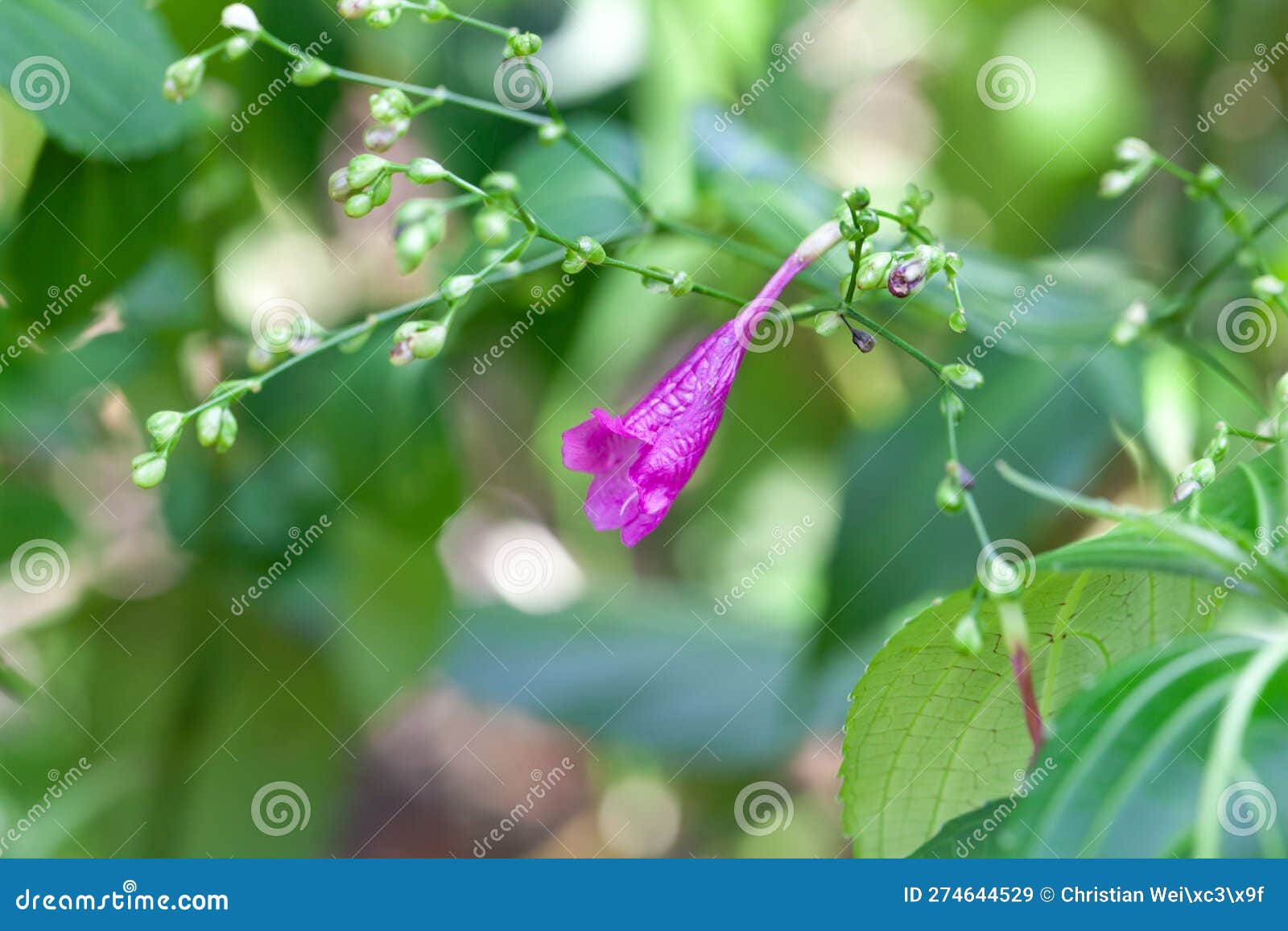 Flower of an Assam Indigo, Strobilanthes Cusia Stock Image - Image of ...