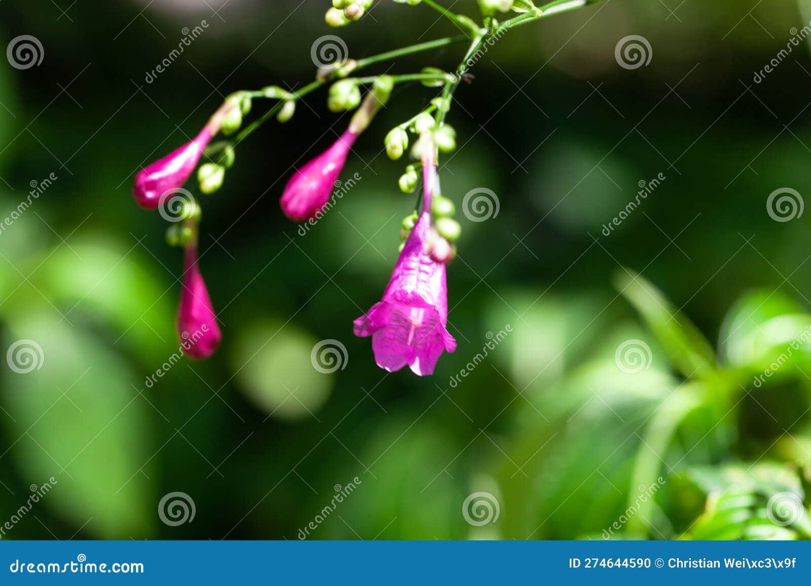 Flower of an Assam Indigo, Strobilanthes Cusia Stock Photo - Image of ...