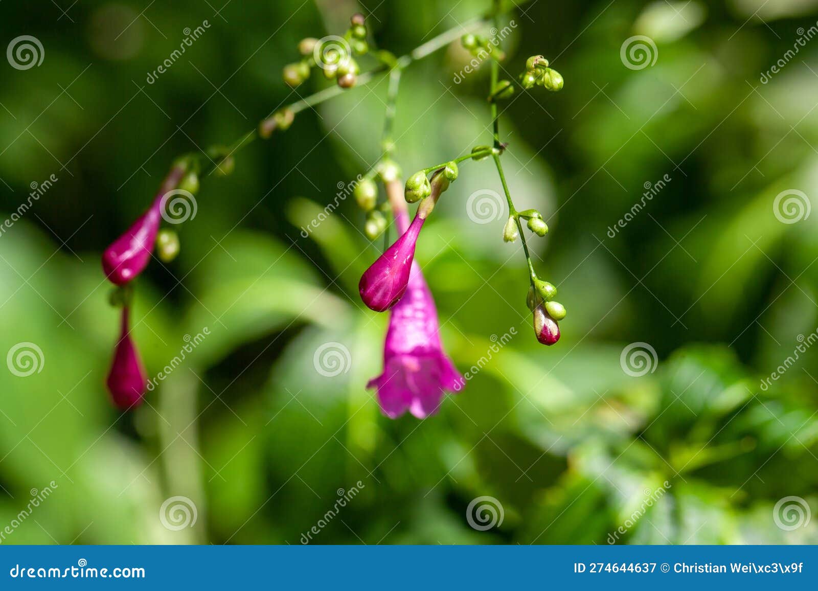 Flower of an Assam Indigo, Strobilanthes Cusia Stock Image - Image of ...