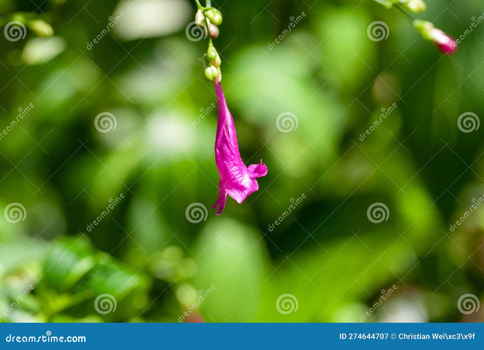 Flower of an Assam Indigo, Strobilanthes Cusia Stock Image - Image of ...