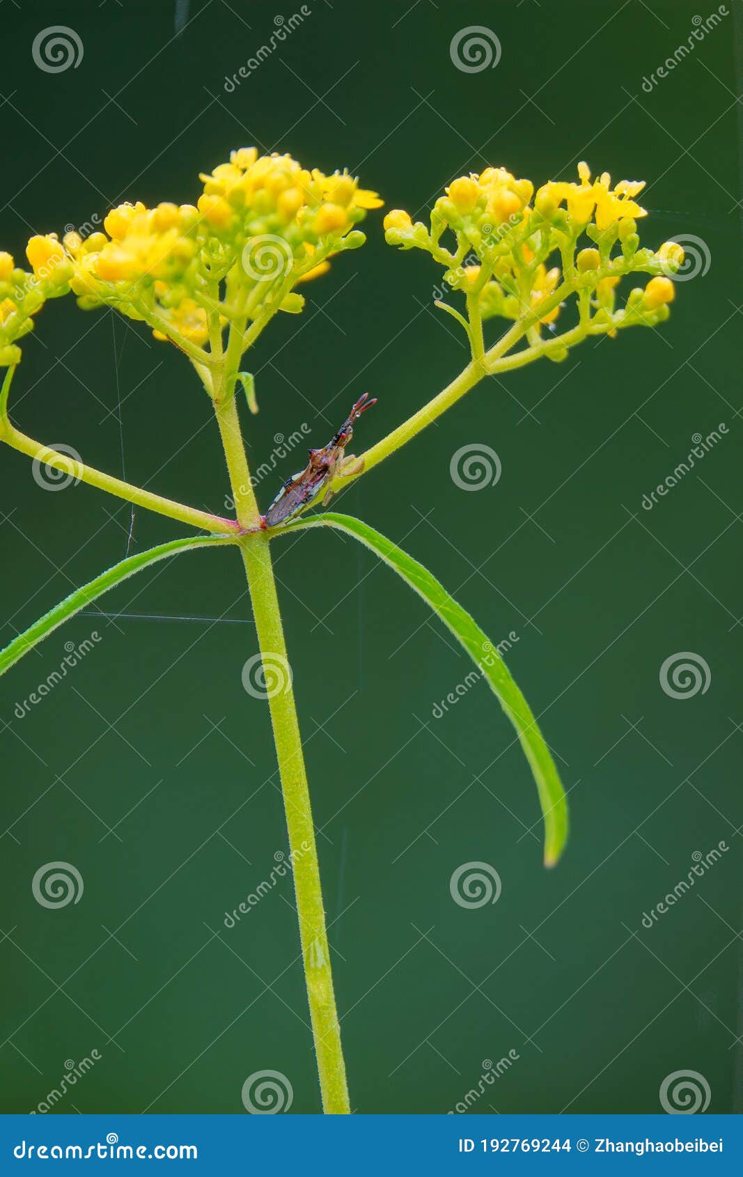 Flower and Assassin bug stock photo. Image of yellow - 192769244