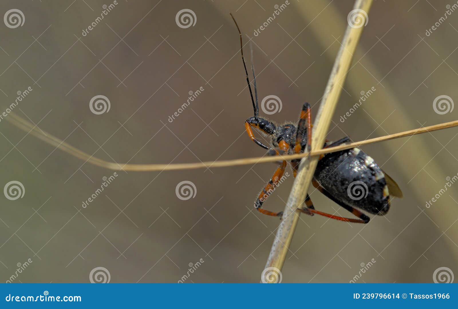 Flower assassin bug stock photo. Image of rhinocoris - 239796614