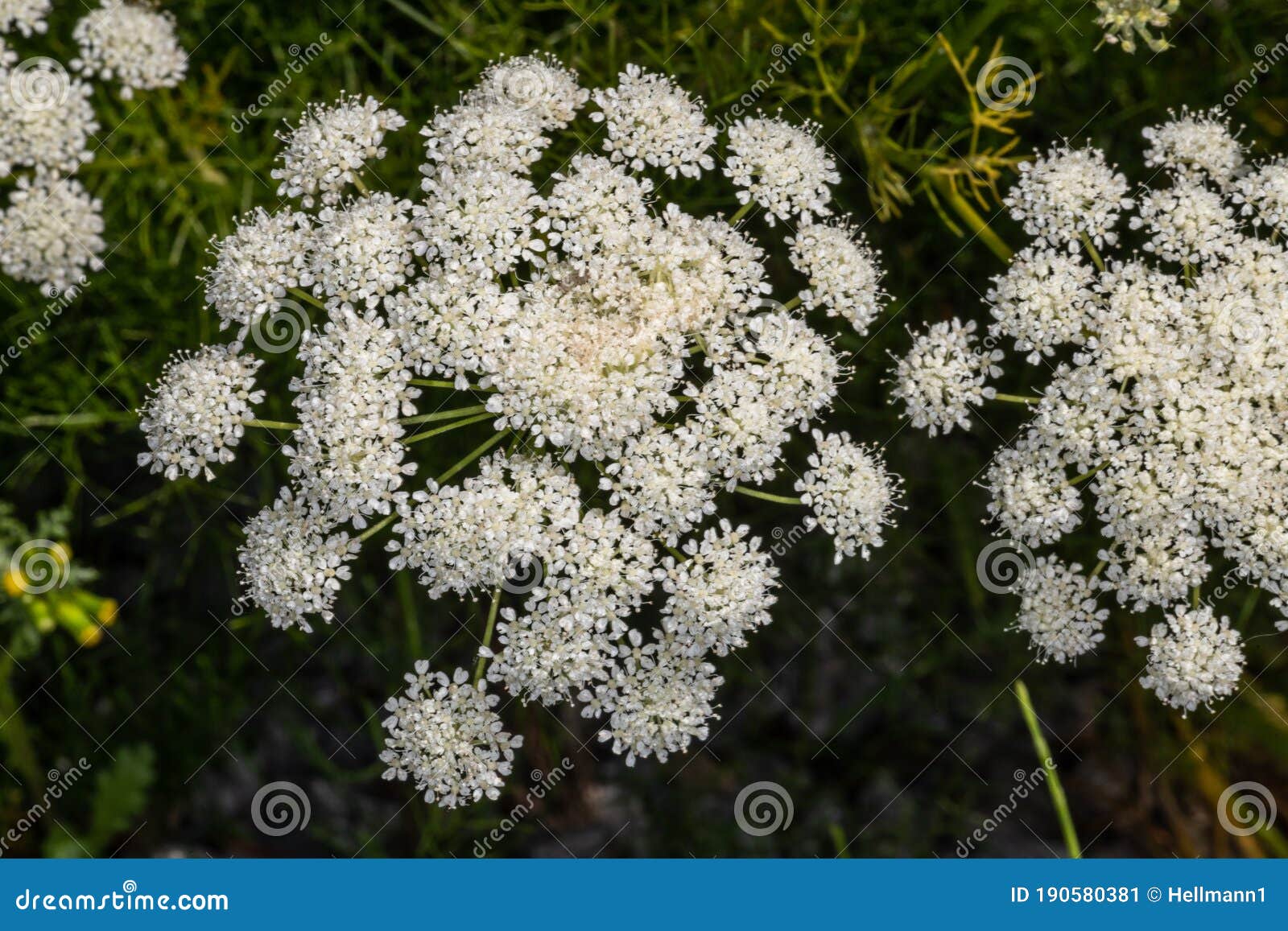 Flower of Athamanta Plant stock image. Image of columbia - 190580381