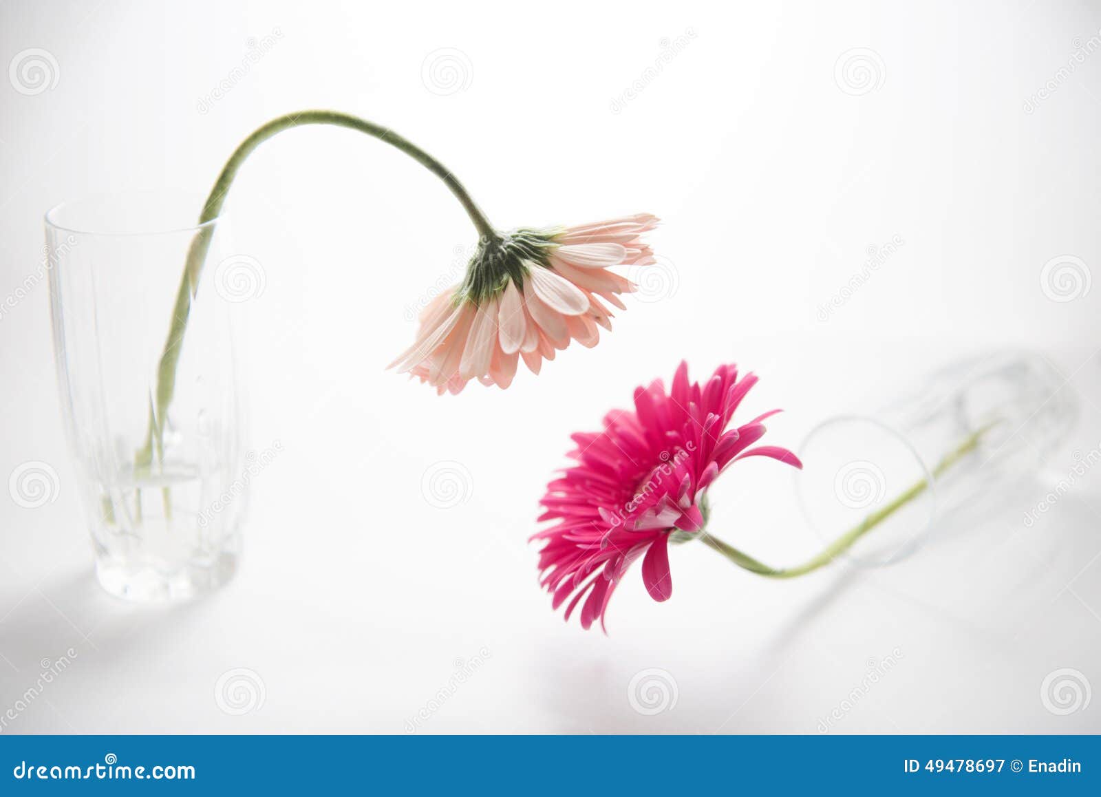 Flower attraction stock image. Image of background, pink - 49478697