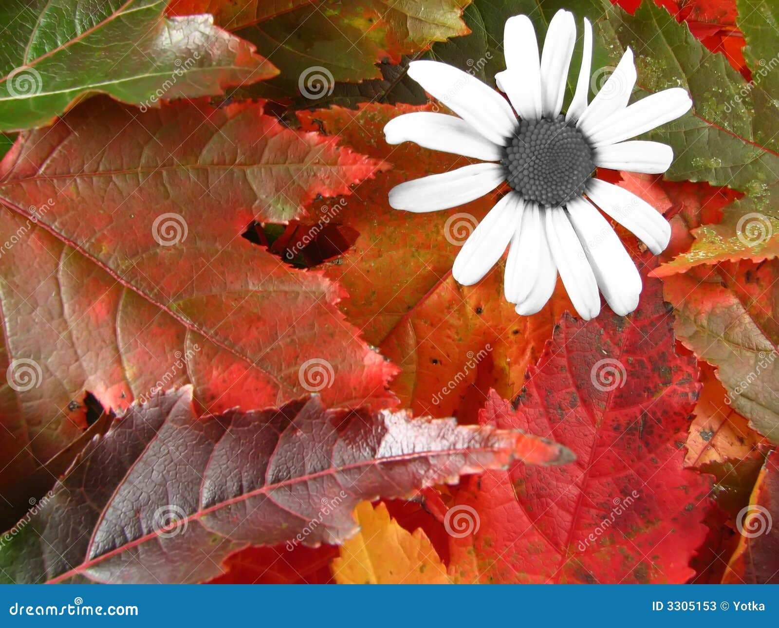 Flower on autumn leaves stock image. Image of blade, plant - 3305153