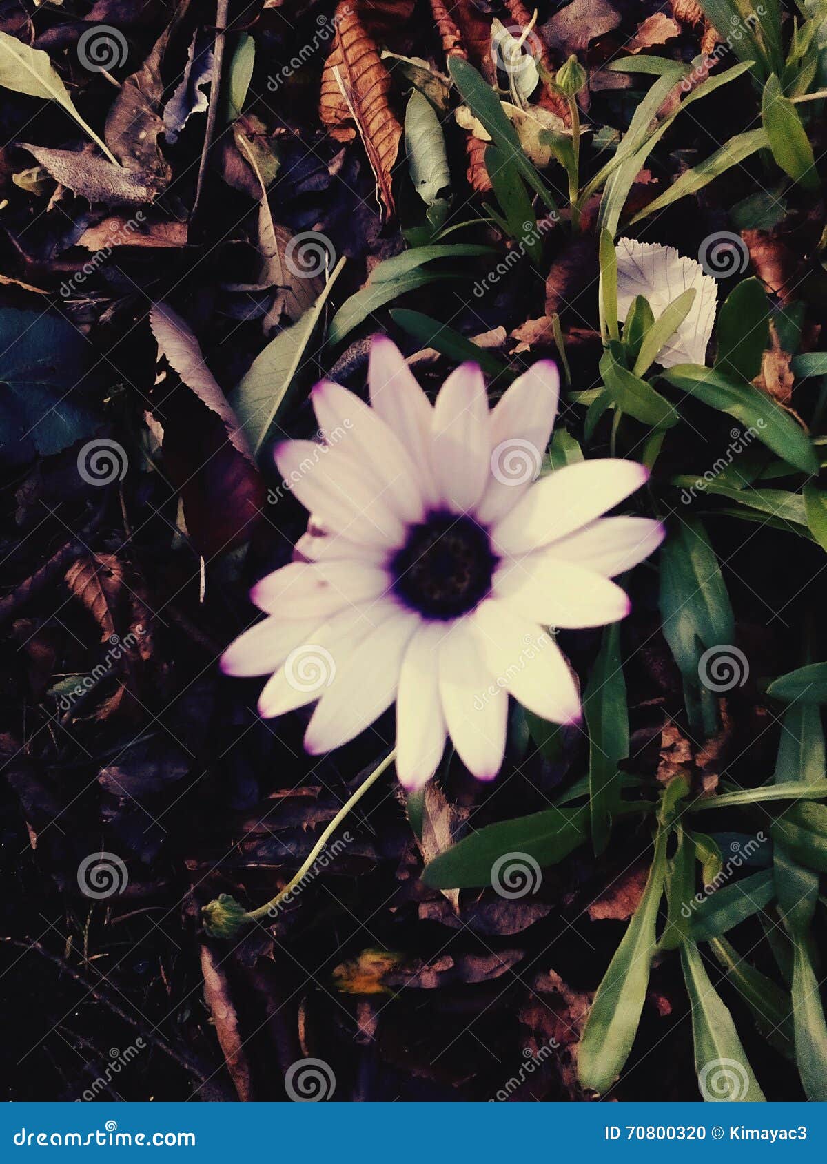 Flower in autumn stock photo. Image of leaves, midautumn - 70800320