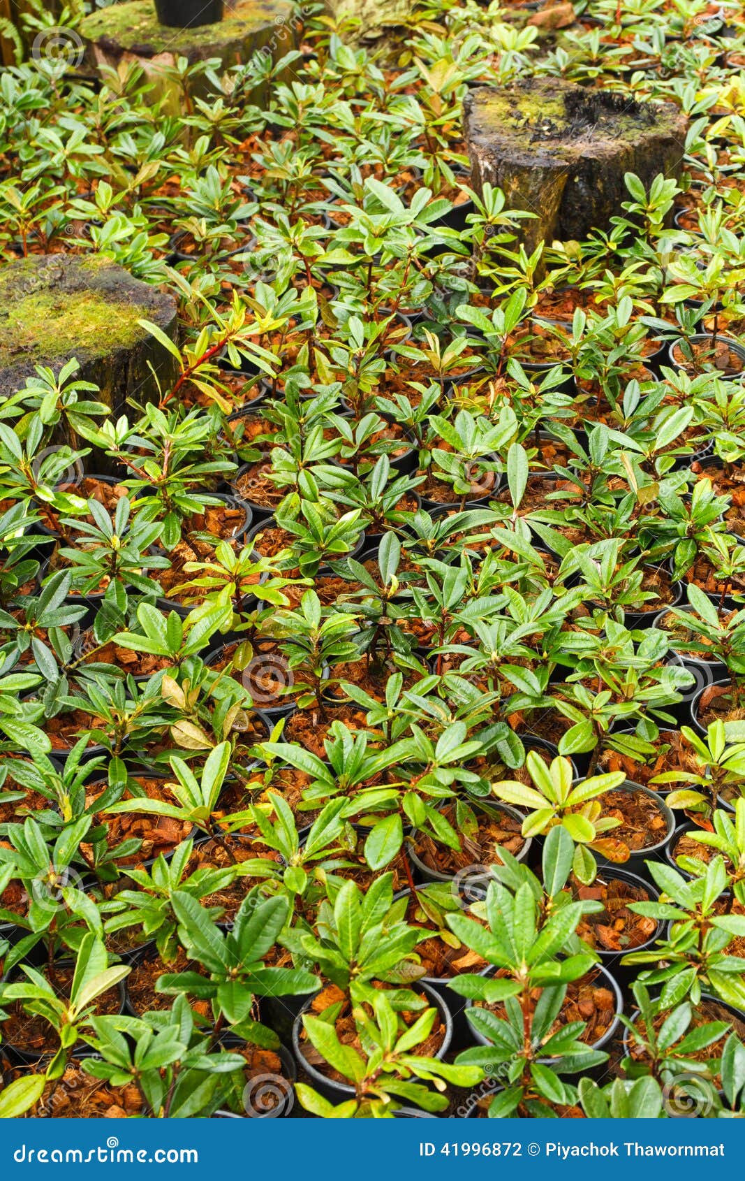 Flower azalea sprout stock photo. Image of sprout, green - 41996872