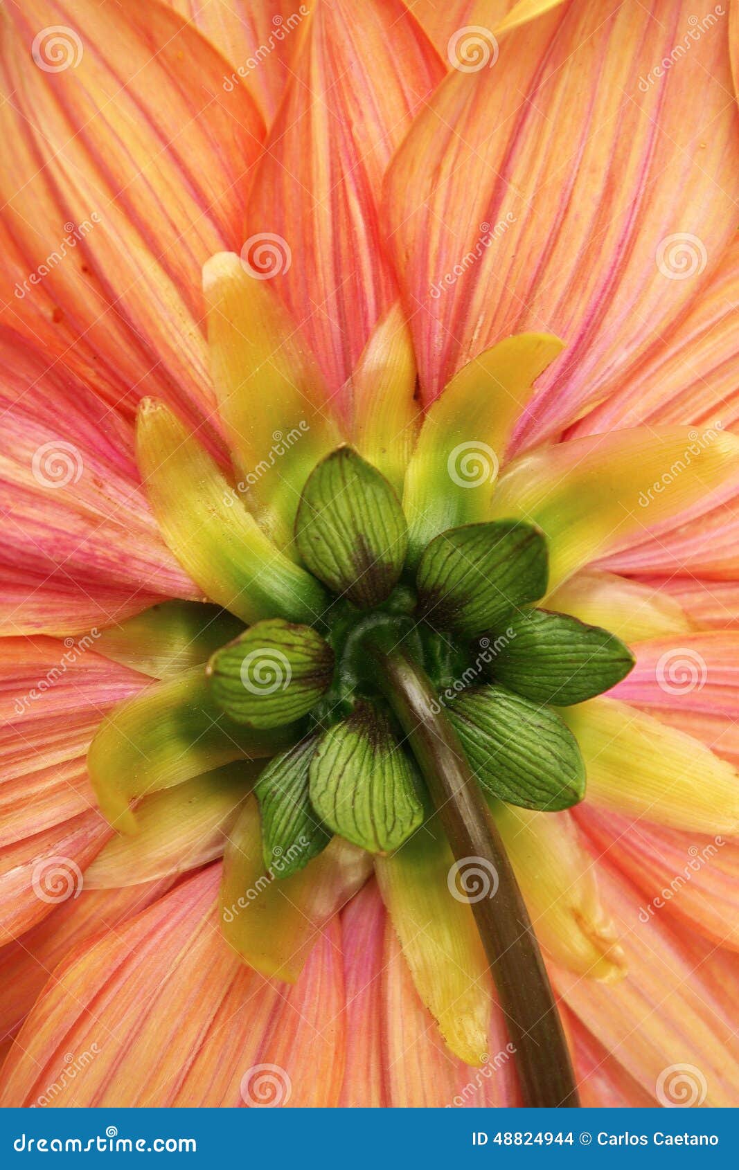 Flower Back stock photo. Image of detail, love, gentle - 48824944