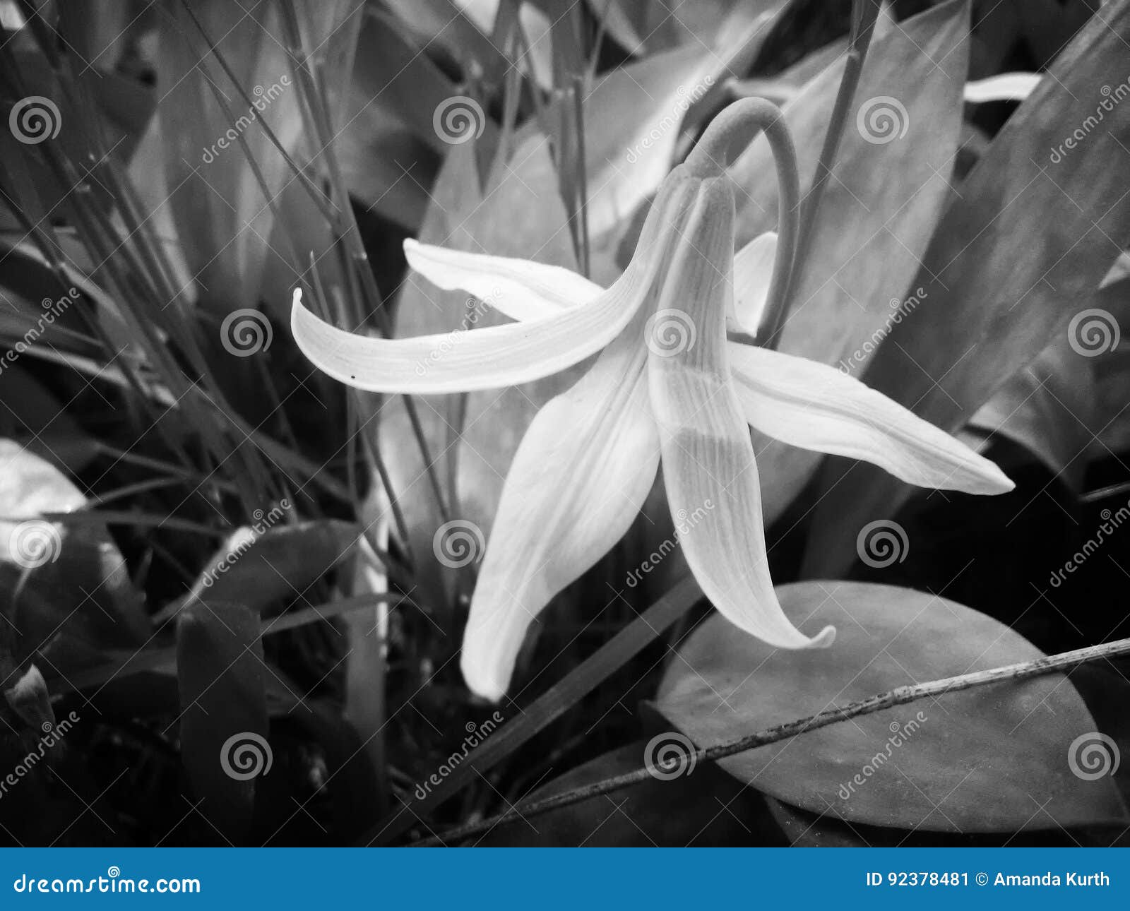 Flower stock image. Image of black, flower, white, back - 92378481