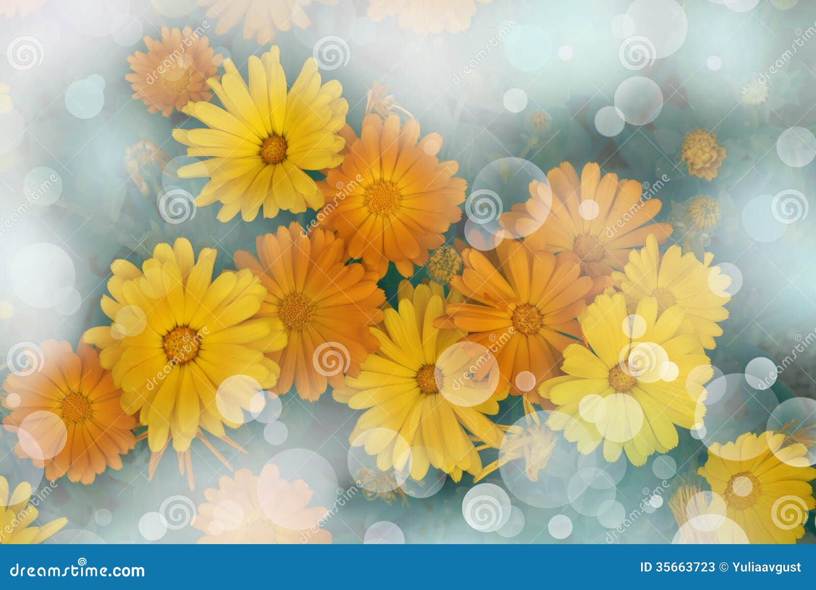 Flower Backgrond , Spring Bloom Stock Image - Image of background ...