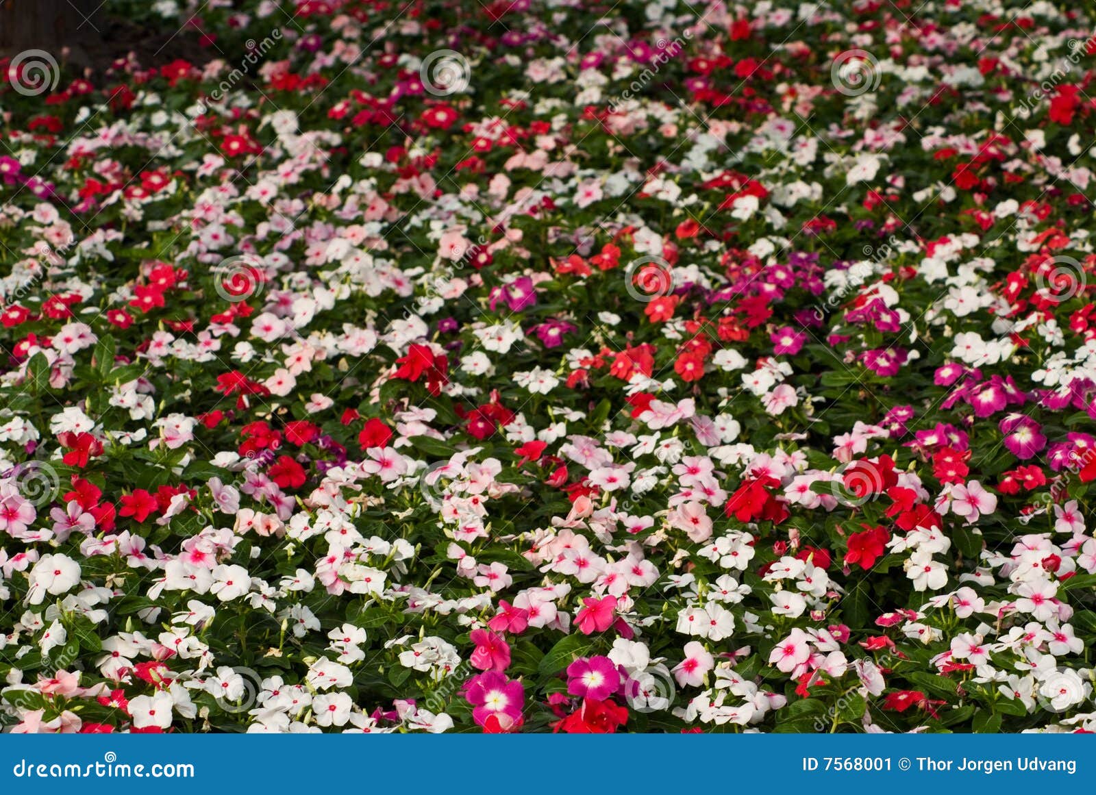 Lower Thirds Red White Stock Photos - Free & Royalty-Free Stock Photos ...