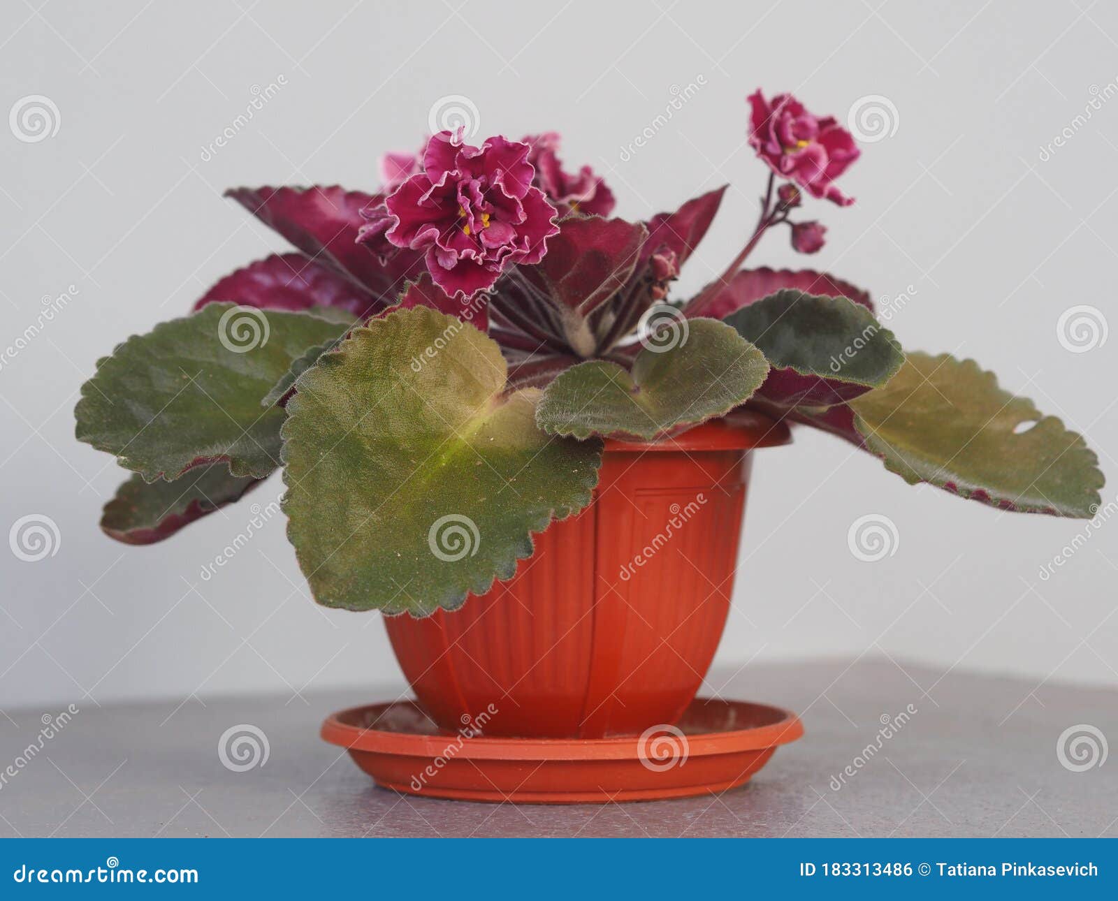 Flower Background. Blooming Bard Violet on a Gray Background.Space for ...