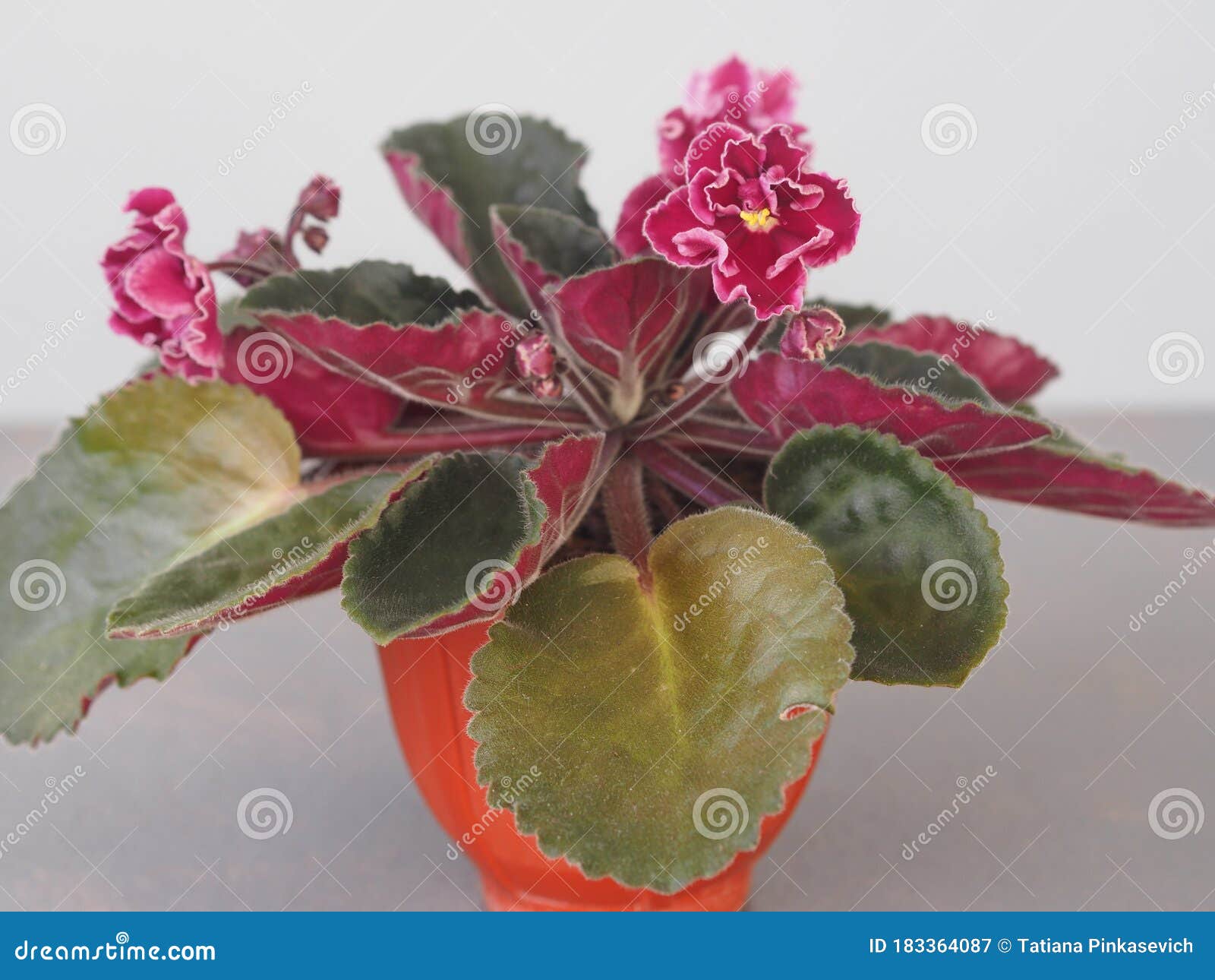 Flower Background. Blooming Bard Violet on a Gray Background.Space for ...