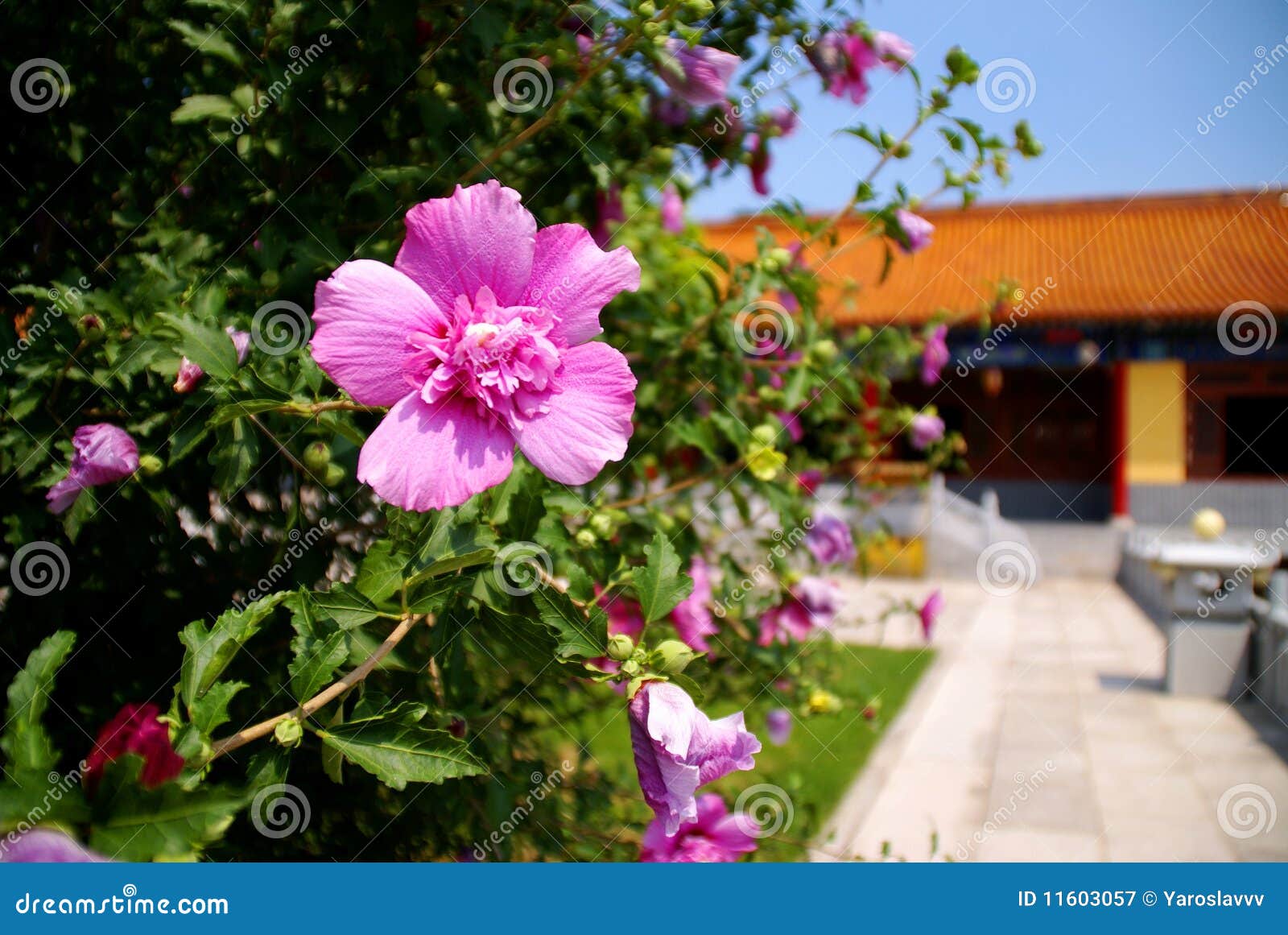 Flower on a Background of the Chinese Temple. Stock Image - Image of ...