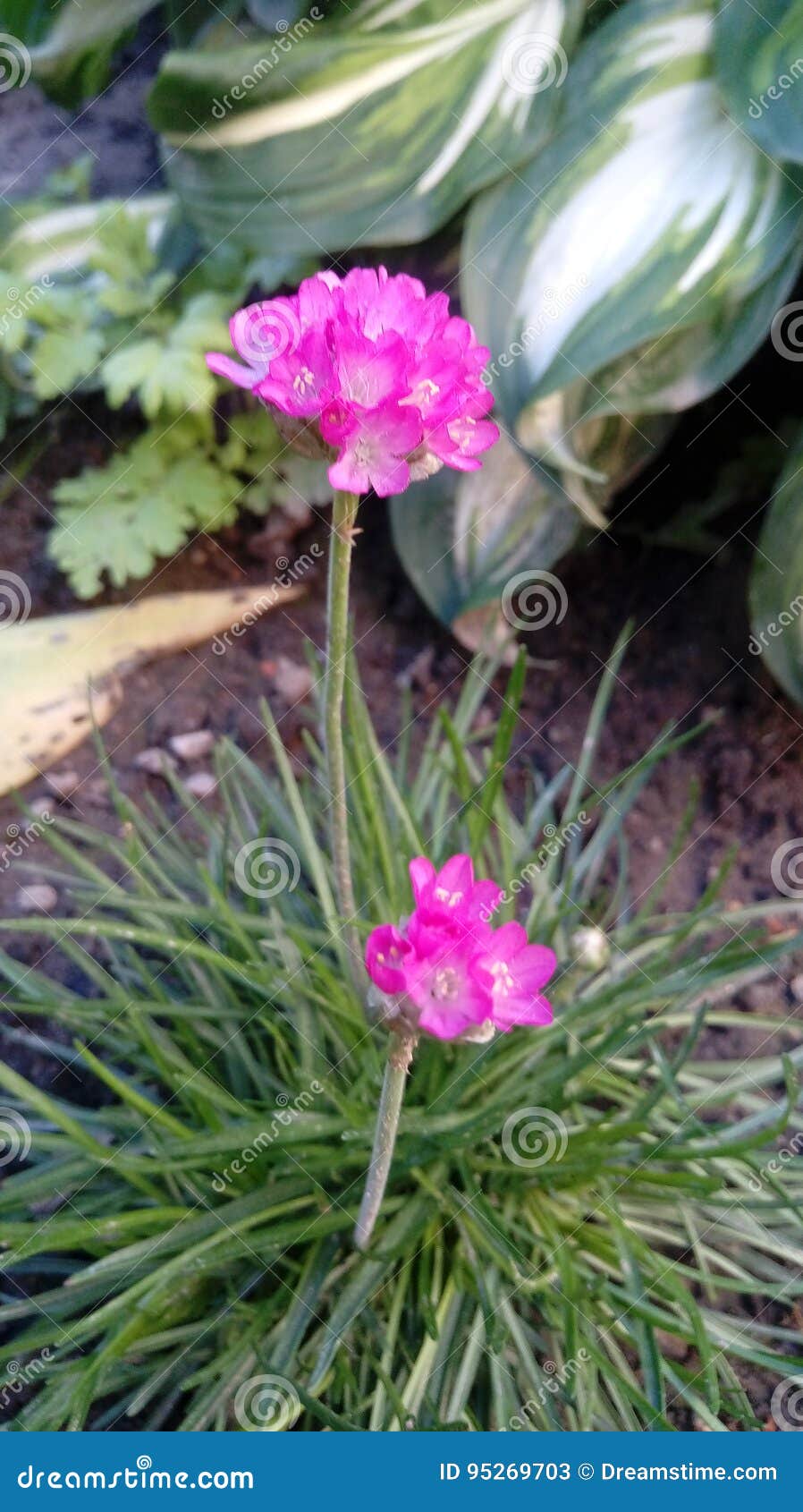 Flower stock image. Image of damp, flower, rays, like - 95269703