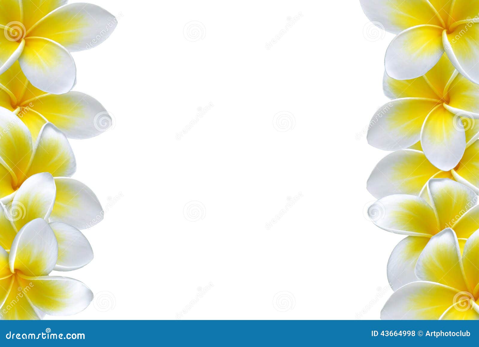 Plumeria Border Clip Art