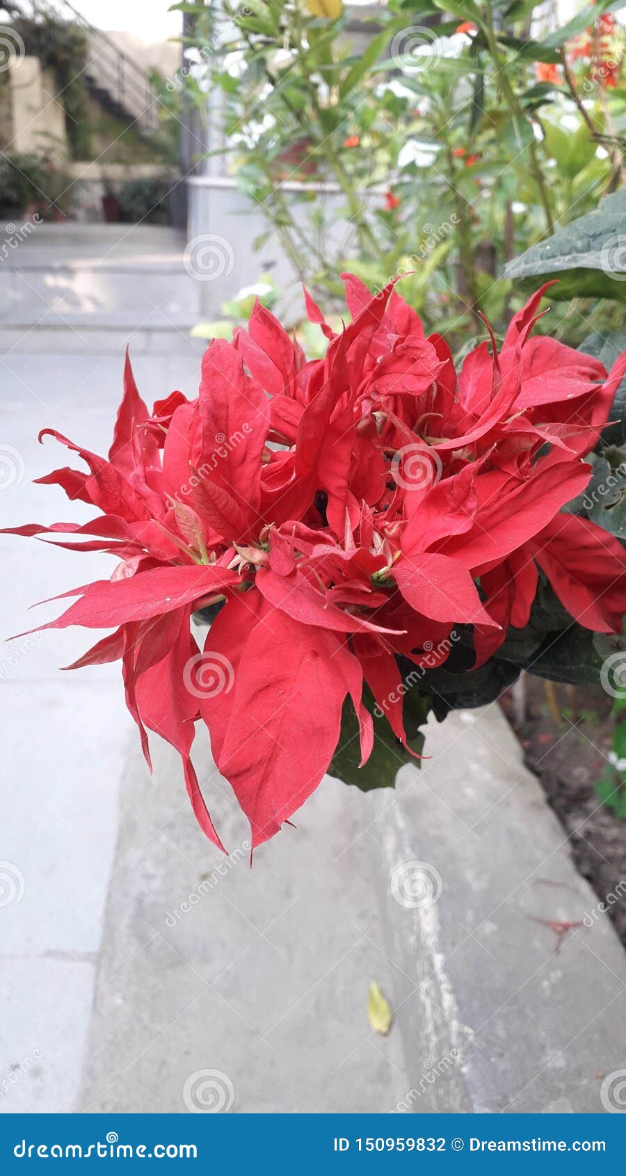 Flower Background Image Nature Pitcher of Flower Stock Photo - Image of ...