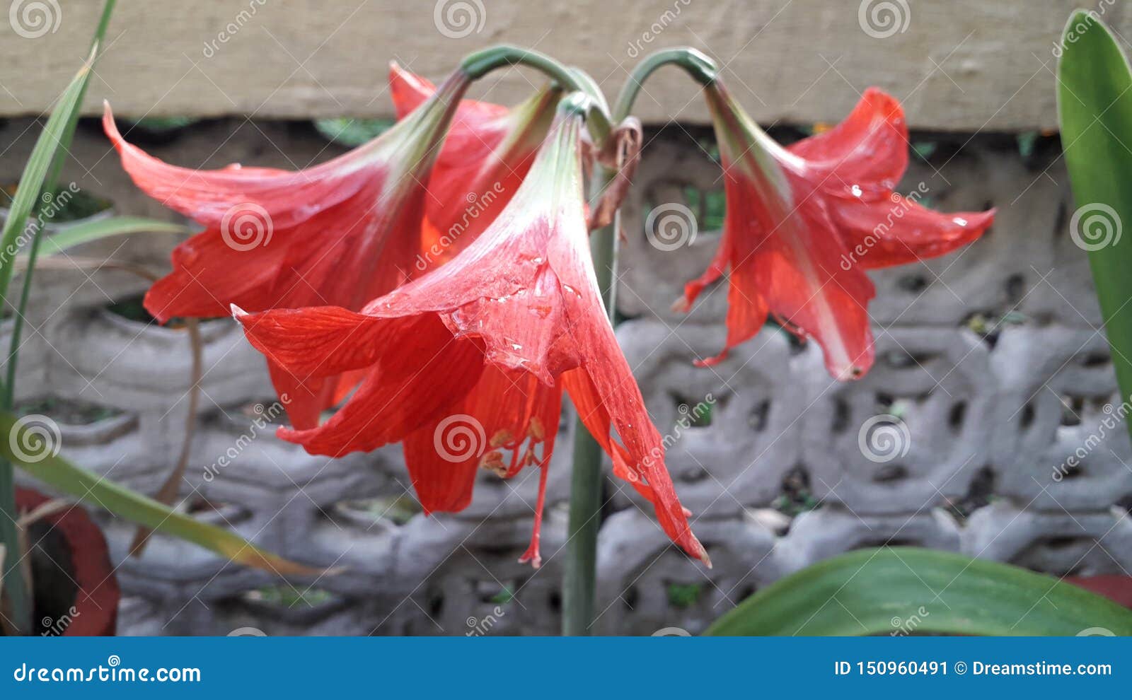Flower Background Image Nature Pitcher of Flower Stock Image - Image of ...