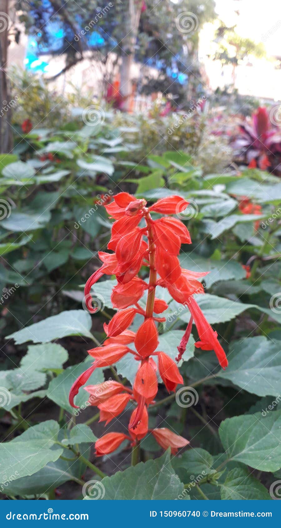 Flower Background Image Nature Pitcher of Flower Stock Photo - Image of ...