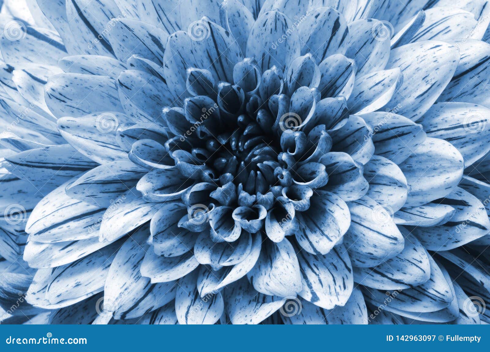 Flower Background, Macro and Details of Blue Aster Stock Image - Image ...
