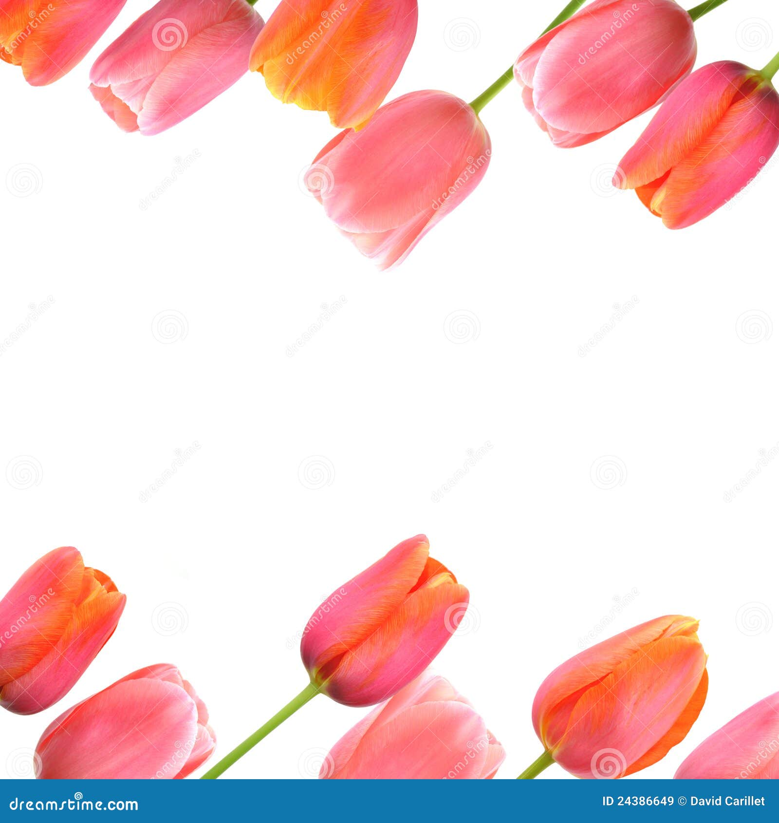 Flower Background With Pink Tulips Border Stock Image - Image of ...