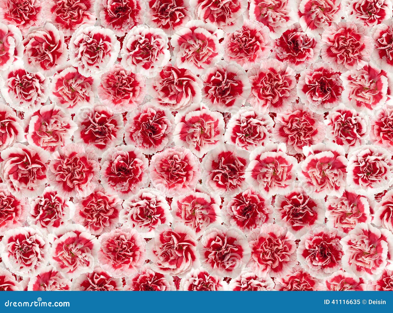 267 Big Carnations Photos - Free & Royalty-Free Stock Photos from ...