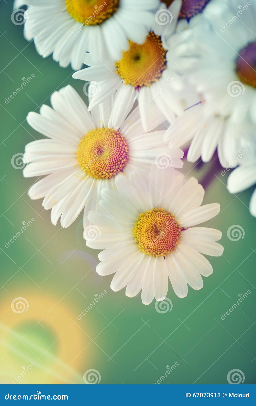 Flower Background with Sun Rays and Colour Filters Stock Image - Image ...